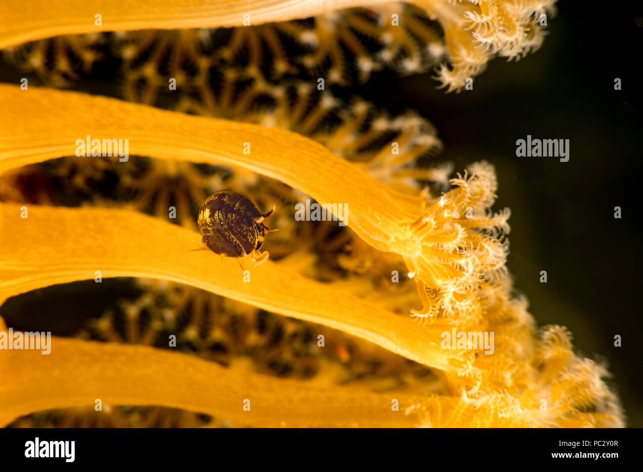 Gammaridean amphipod, Cyproidea sp. on a seapen, also known as a ...