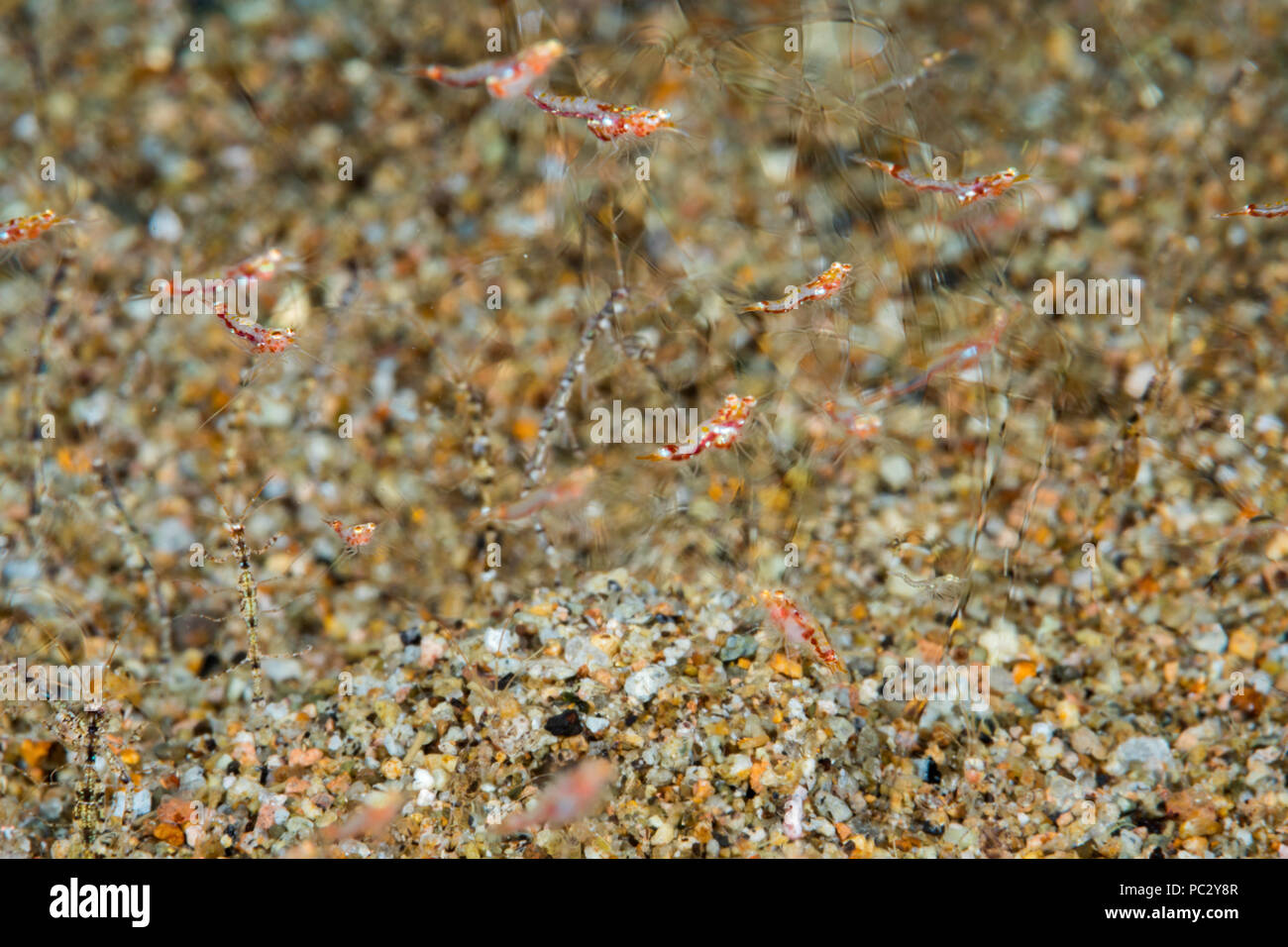 This is a close-up of an unknown species of mysid shrimp of the order ...