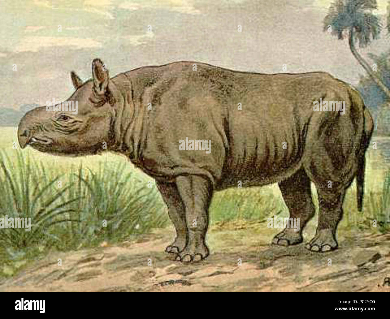 Aceratherium hi-res stock photography and images - Alamy