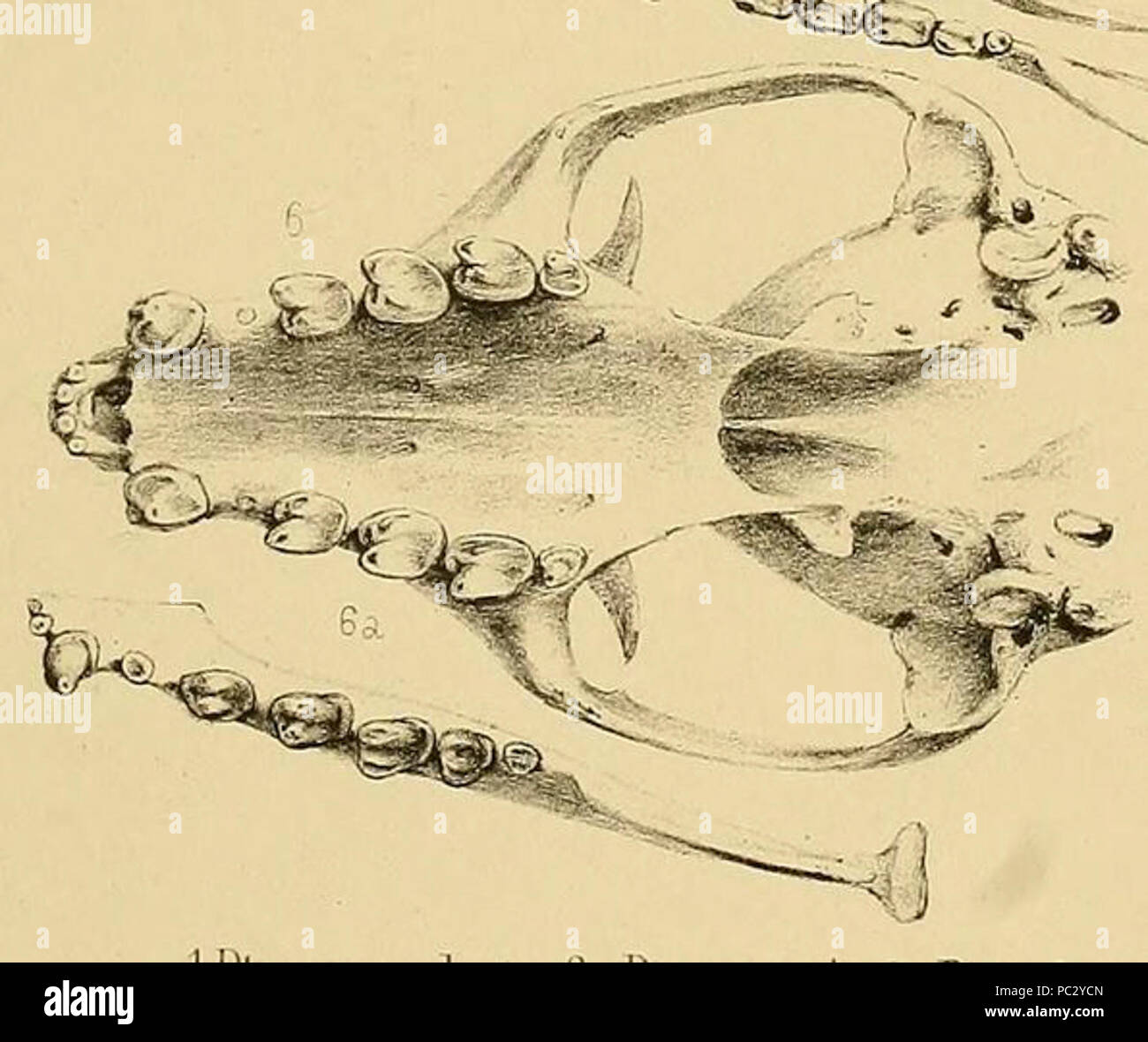 Acerodon hi-res stock photography and images - Alamy