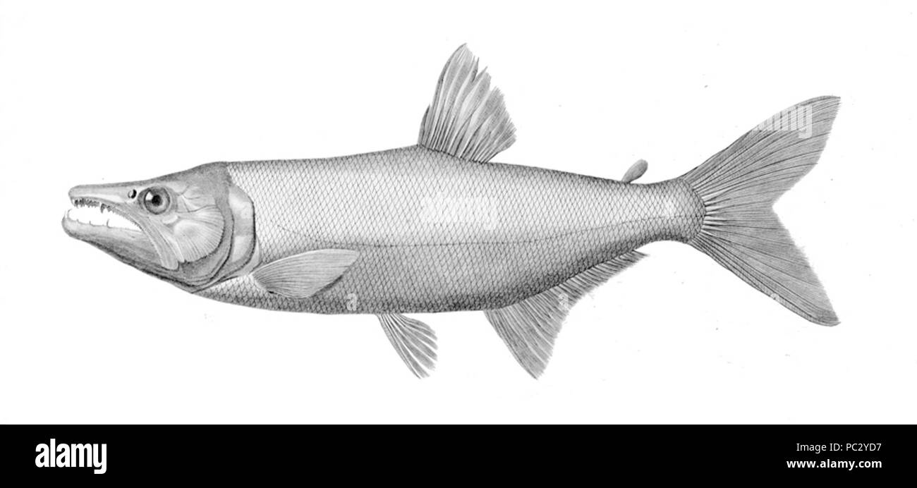 Acestrorhynchus hi-res stock photography and images - Alamy