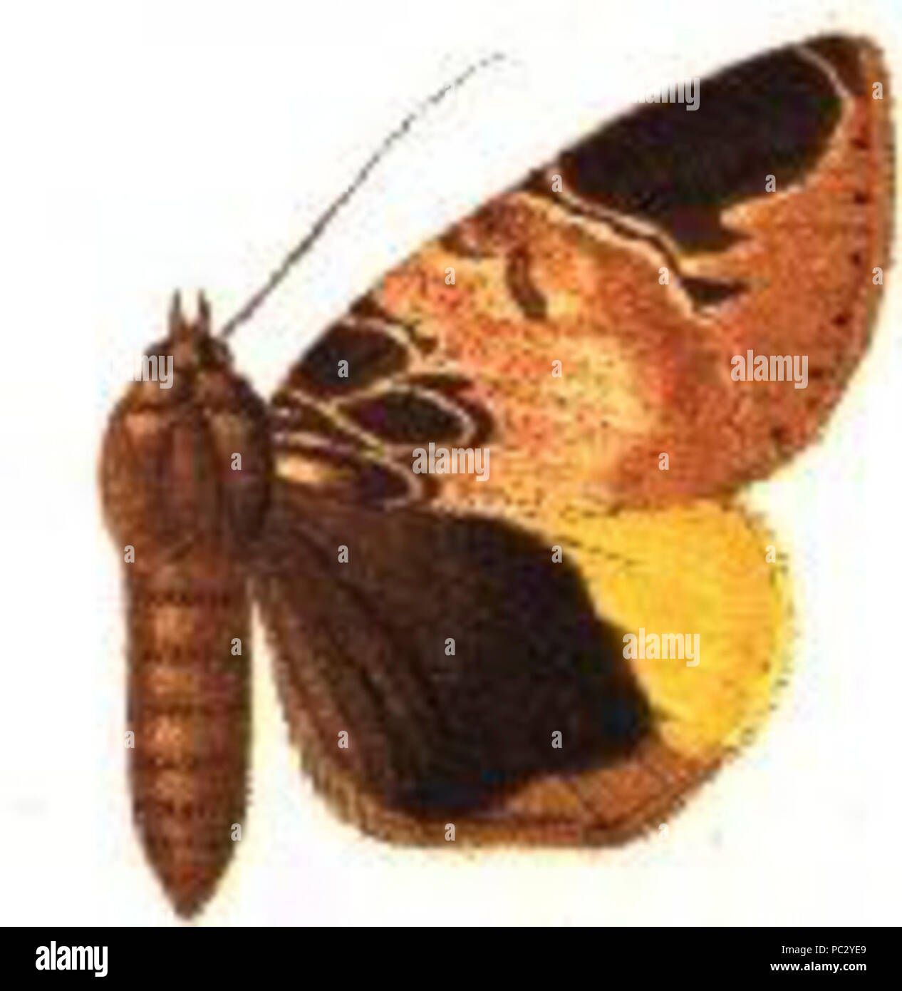 Intercisa hi-res stock photography and images - Alamy