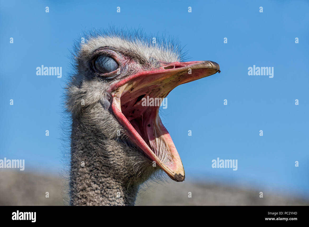 A closeup portrait of an Ostrich head Stock Photo - Alamy