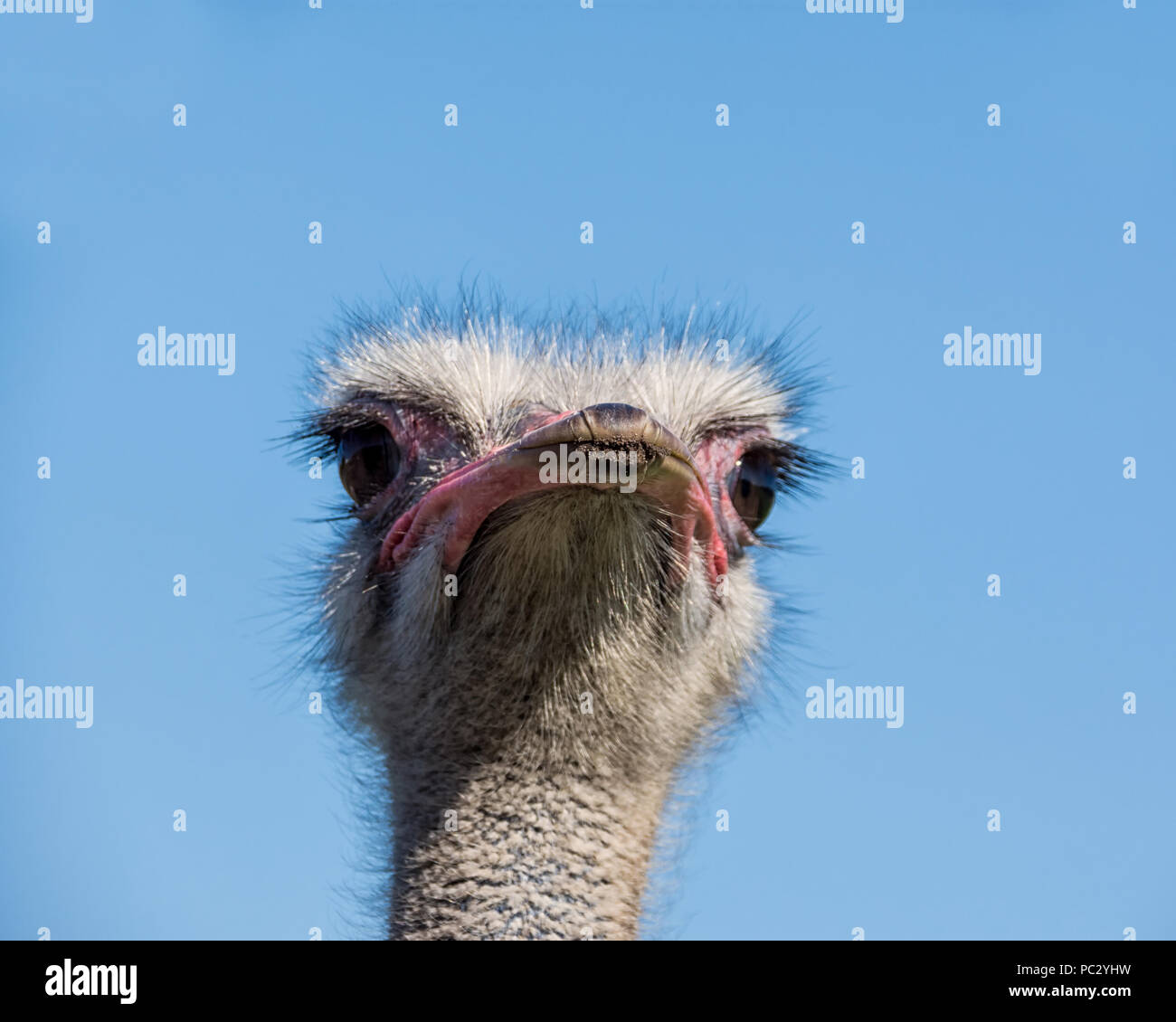 A closeup portrait of an Ostrich head Stock Photo - Alamy