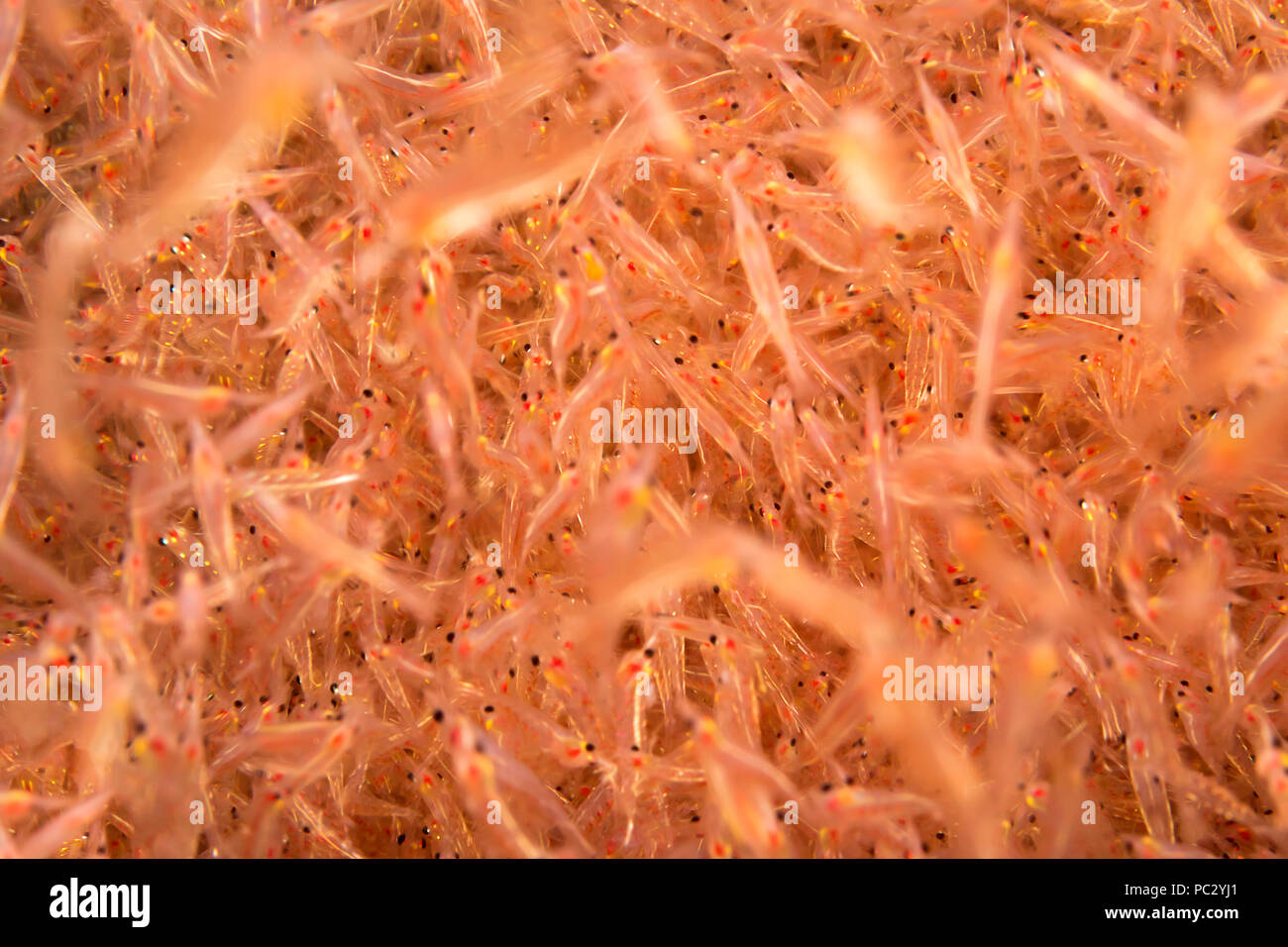 Mysidacea hi-res stock photography and images - Alamy