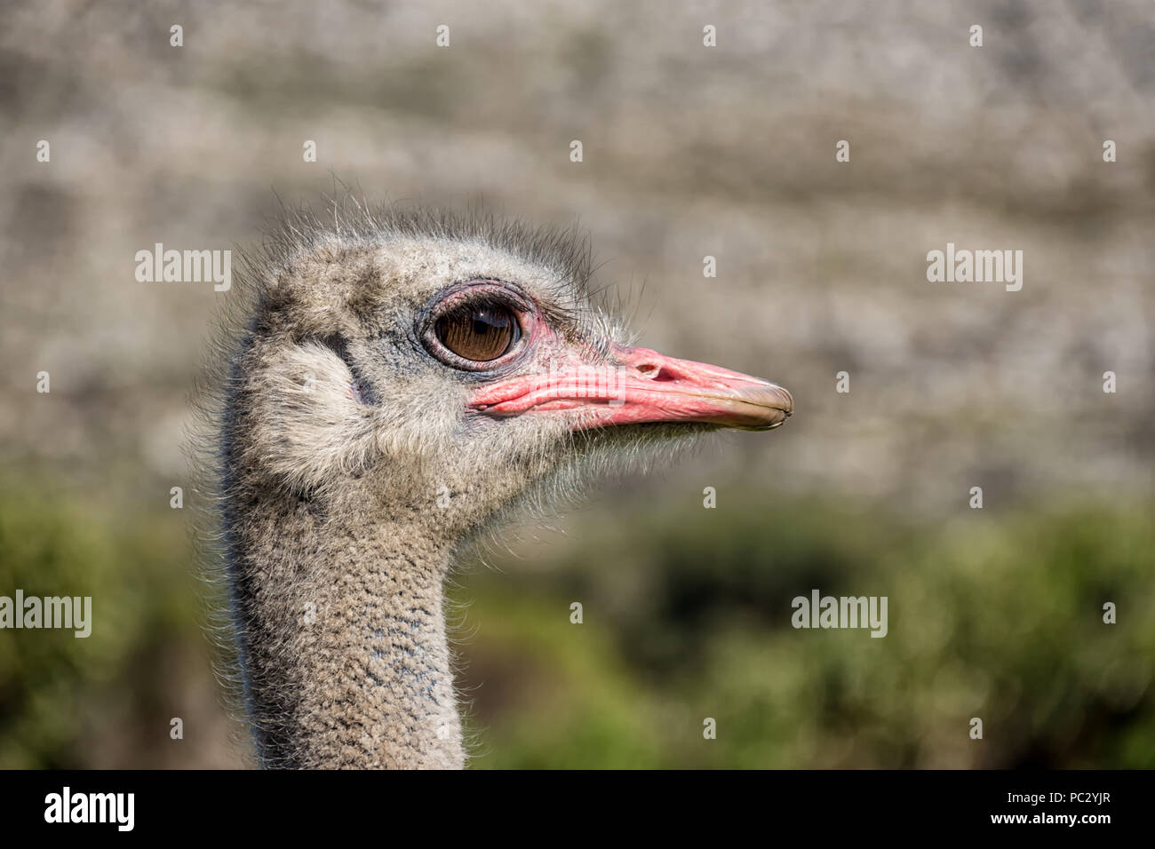 A closeup portrait of an Ostrich head Stock Photo - Alamy