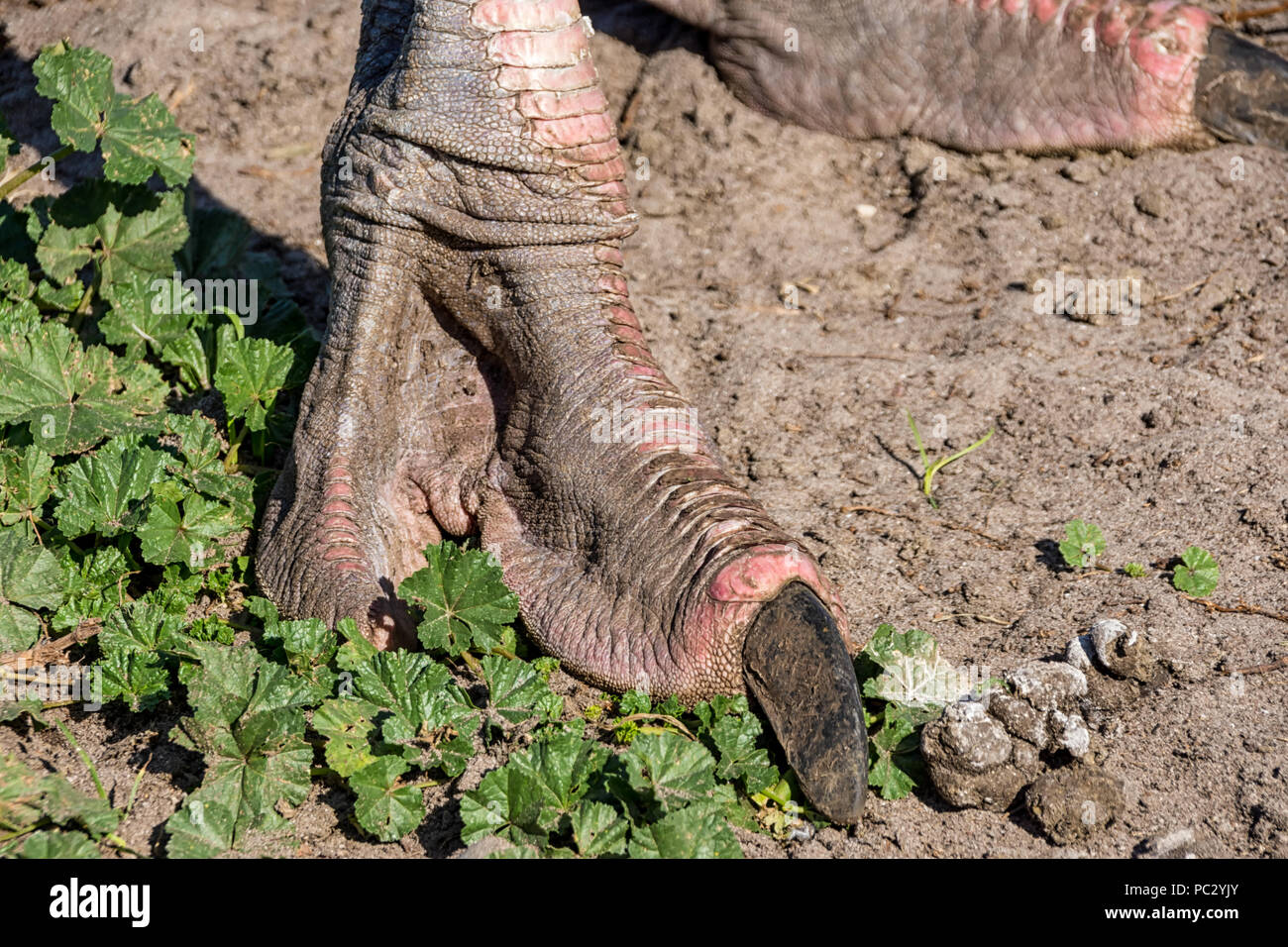 Ostrich Feet High Resolution Stock Photography and Images - Alamy