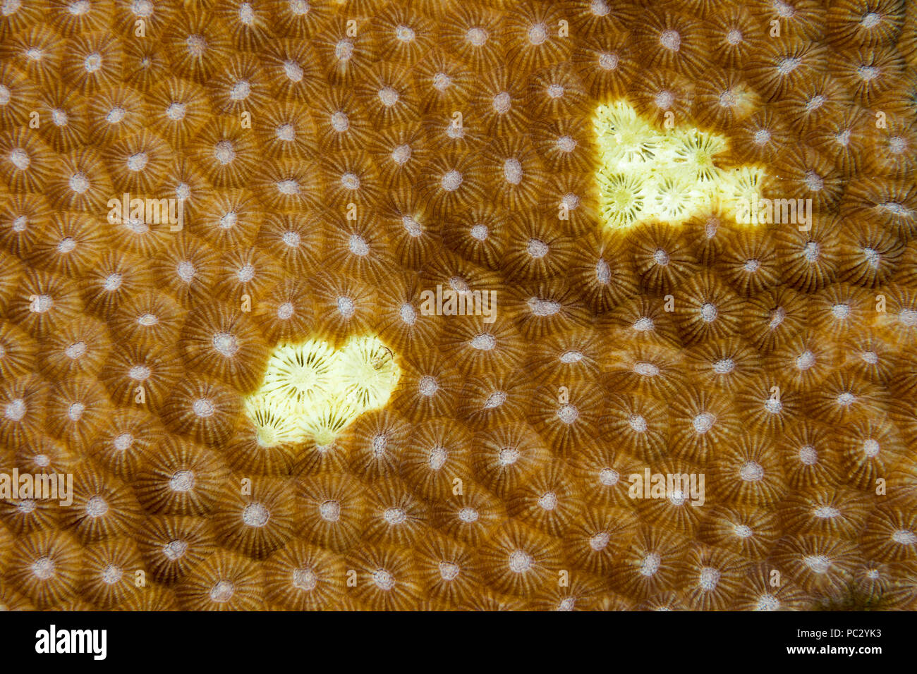 Zooxanthellae hi-res stock photography and images - Alamy