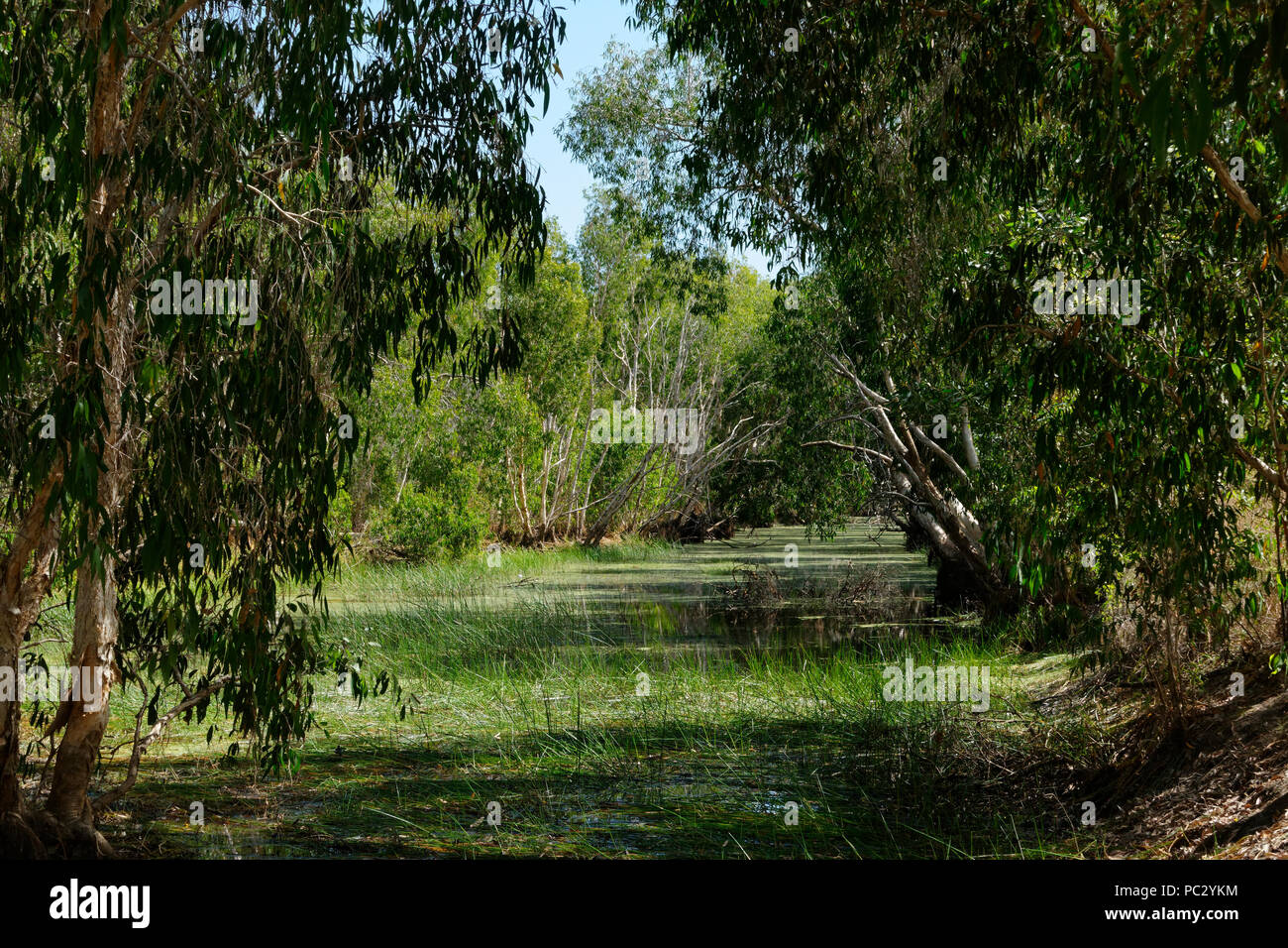Australian wetlands hi-res stock photography and images - Alamy