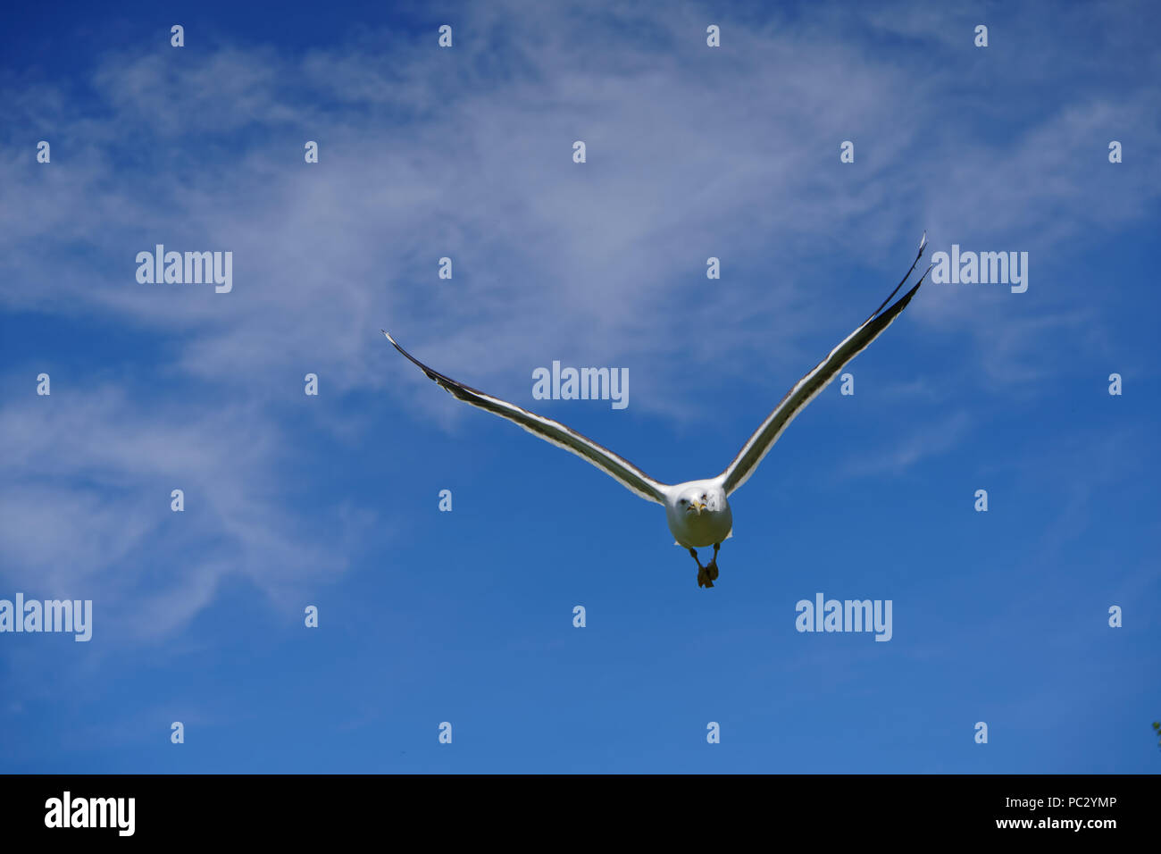 Seagull defending its territory Stock Photo - Alamy