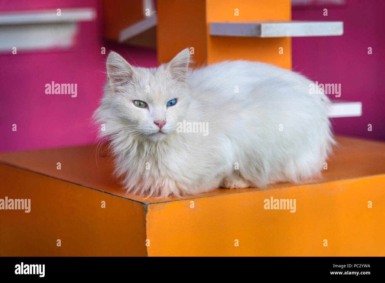 Turkish van cat kitten hi-res stock photography and images - Alamy