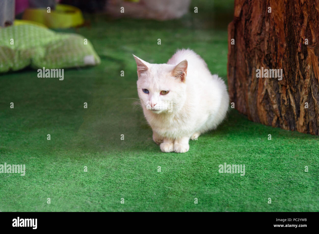 Van cat with eyes of different colorsin Van city. Turkey Stock Photo ...