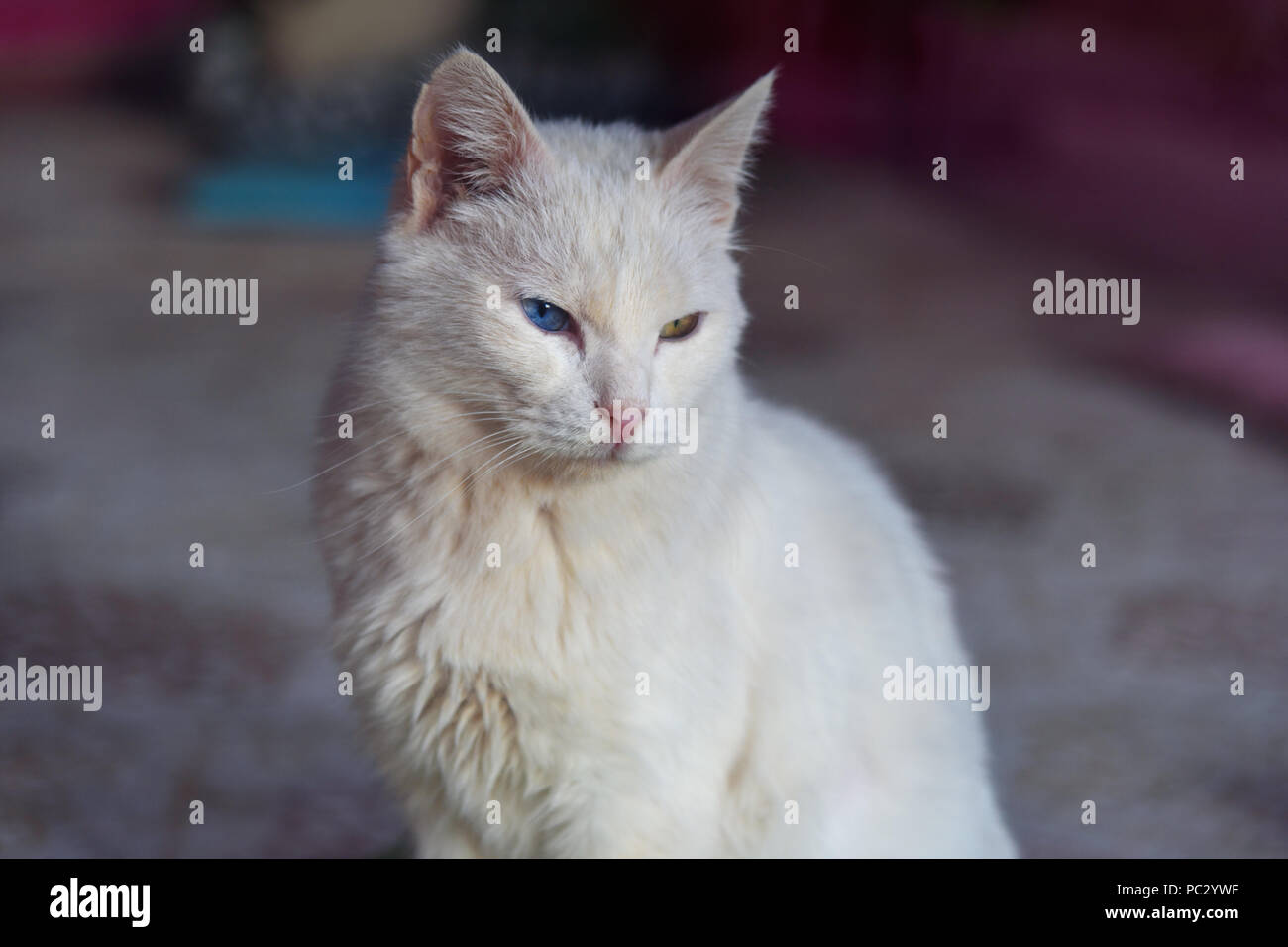 Van cat with eyes of different colorsin Van city. Turkey Stock Photo ...