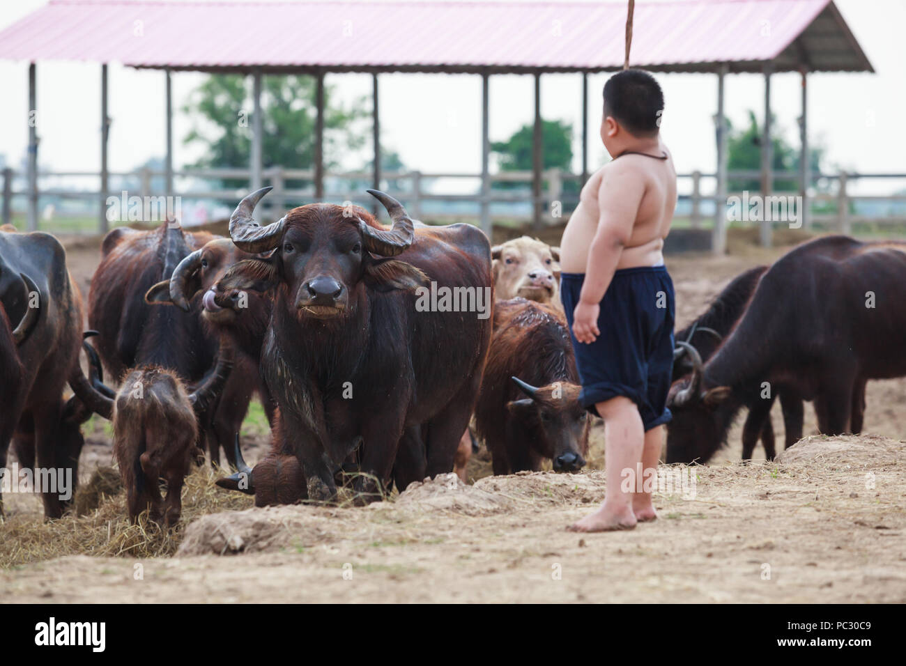 Thailand Rural Traditional Scene, buffaloes herd being tended by Thai ...
