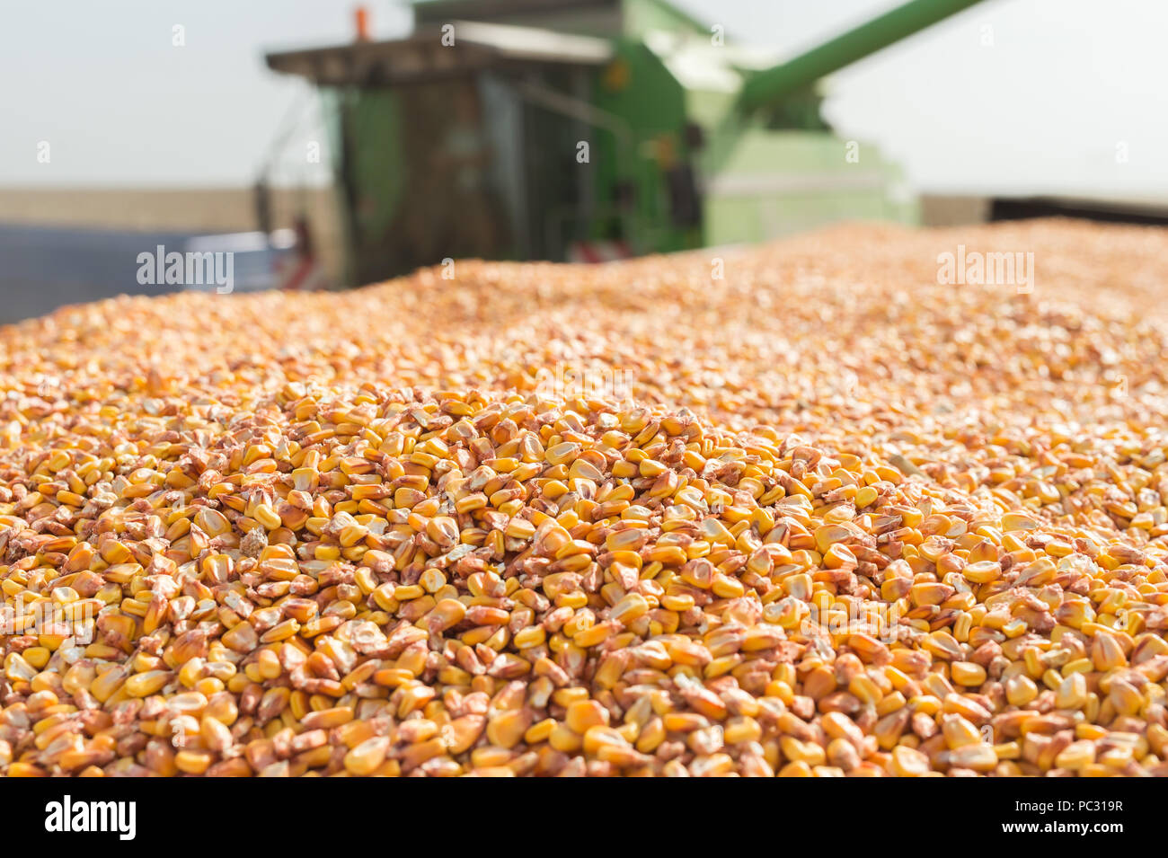 Grain corn closeup on field Stock Photo - Alamy