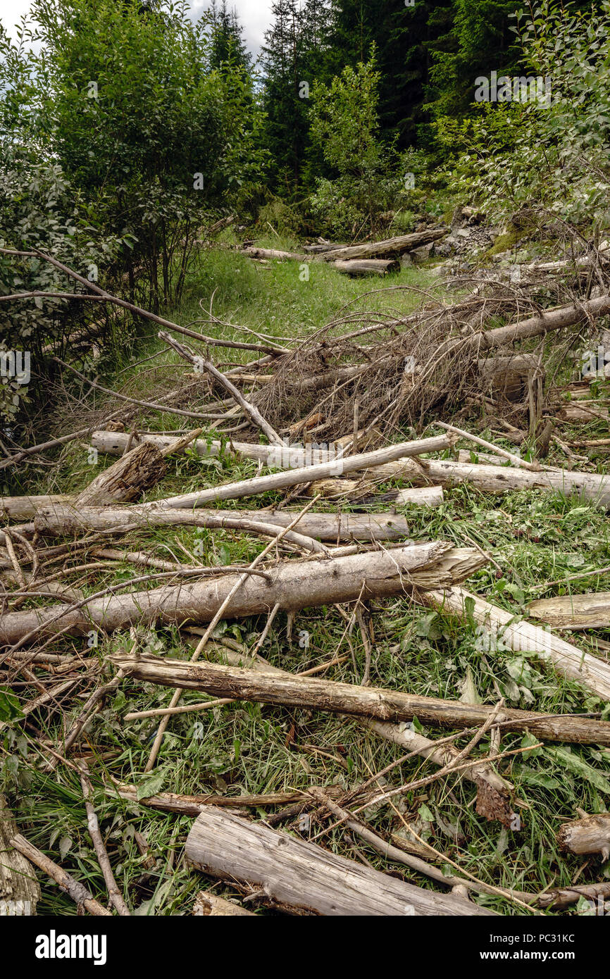 Aggressive lumbering in pine forests, image of deforestation or natural ...