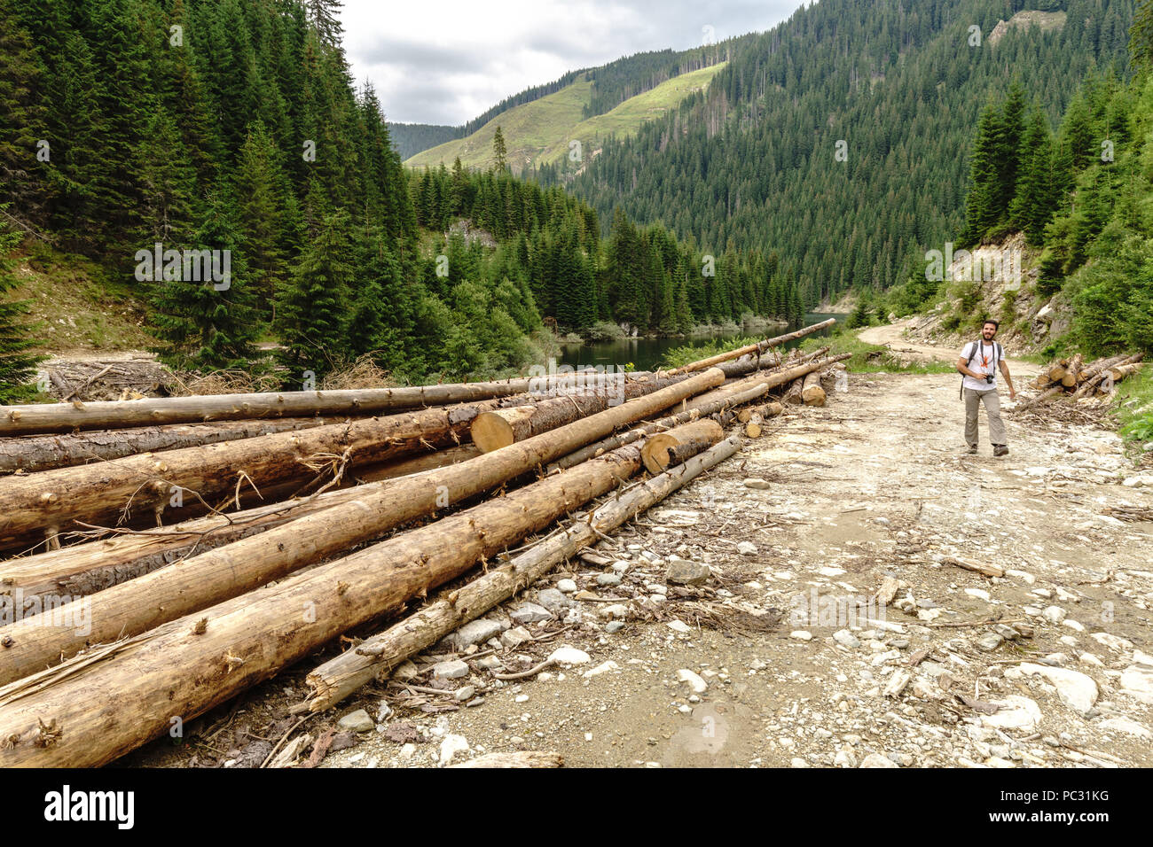 Aggressive lumbering in pine forests, image of deforestation or natural ...