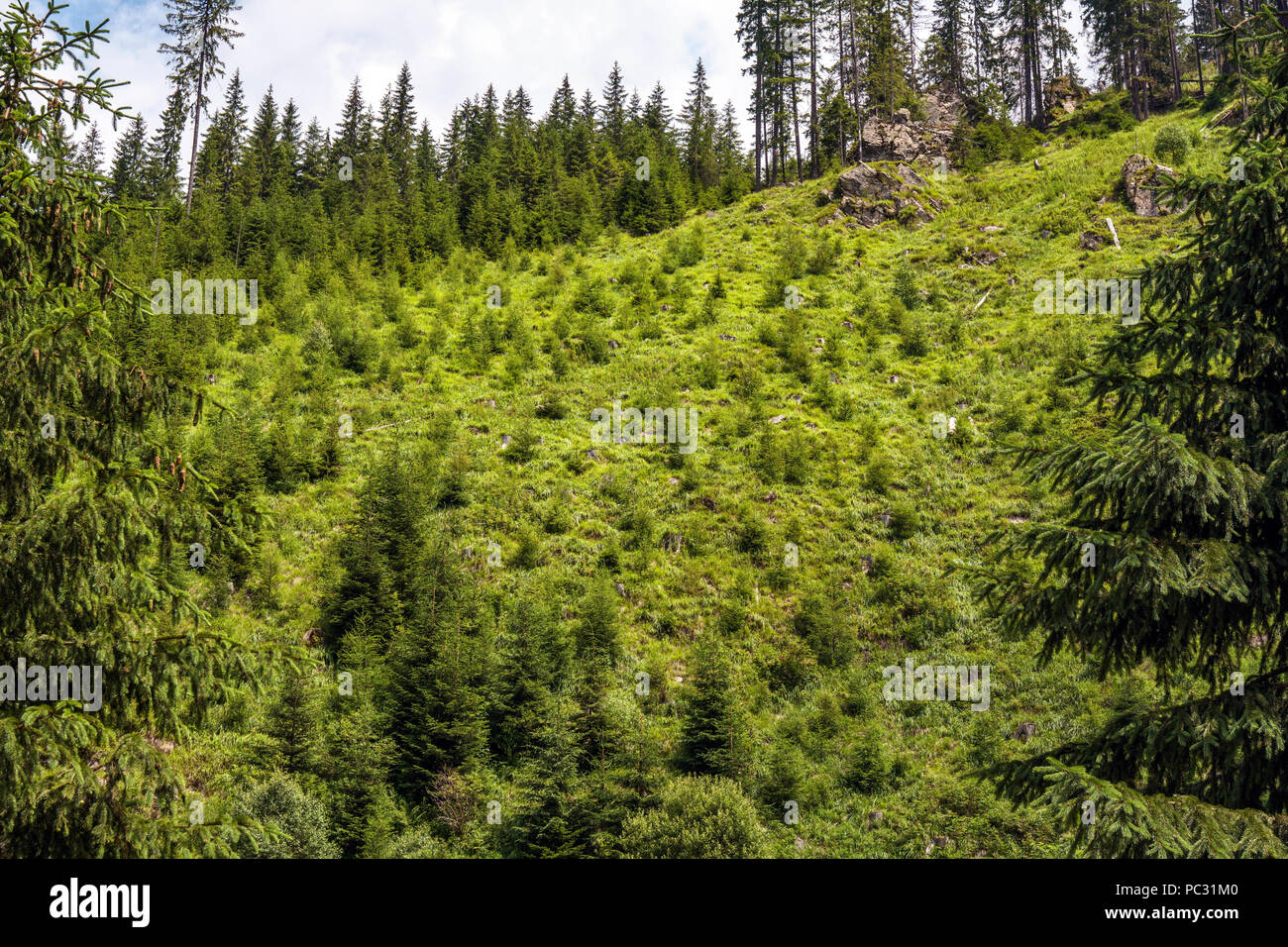 Aggressive lumbering in pine forests, image of deforestation or natural ...