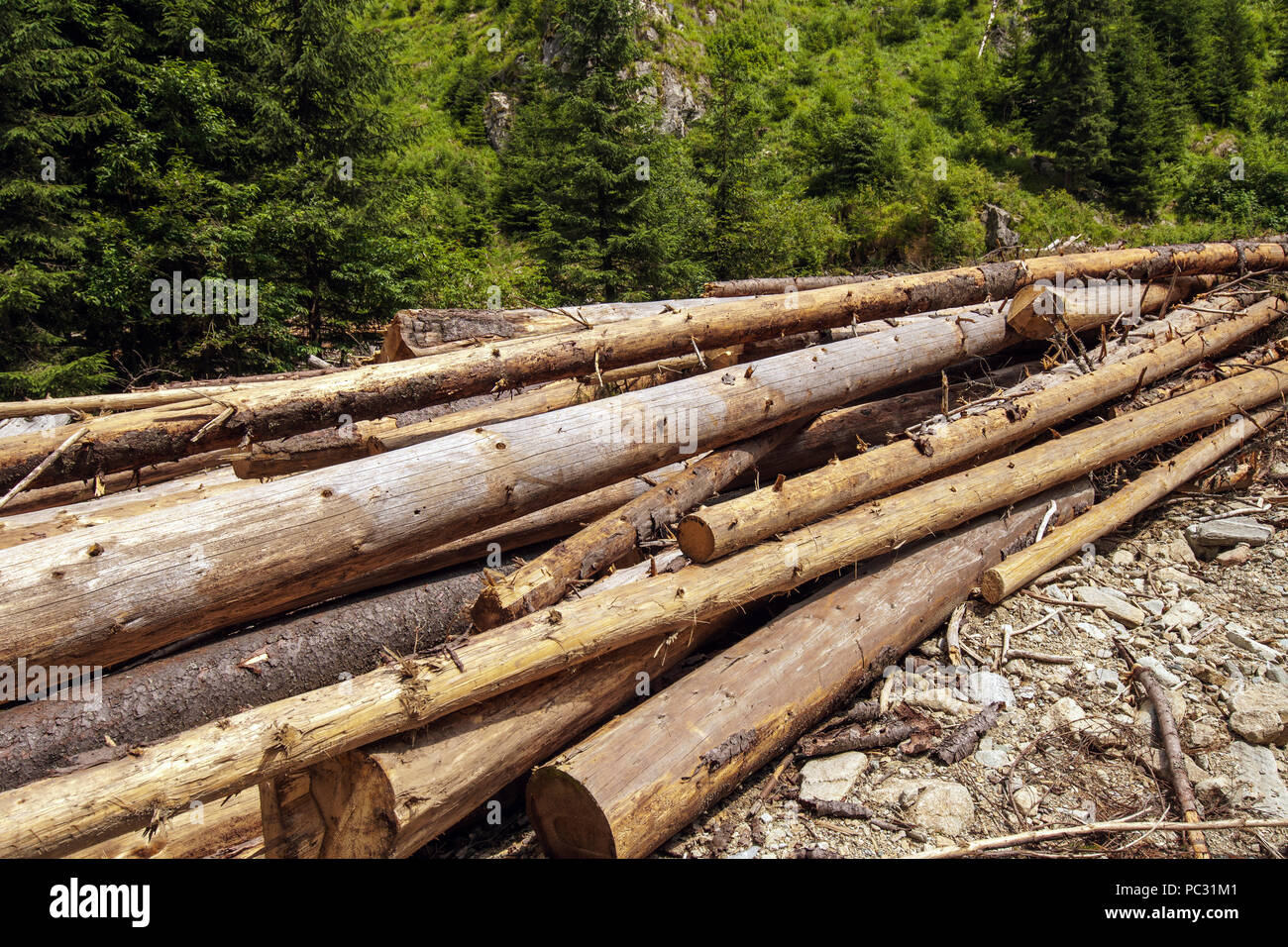 Aggressive lumbering in pine forests, image of deforestation or natural ...