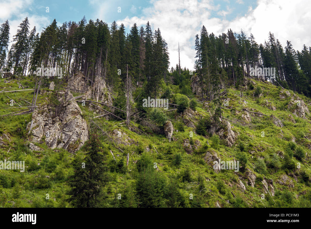 Aggressive lumbering in pine forests, image of deforestation or natural ...
