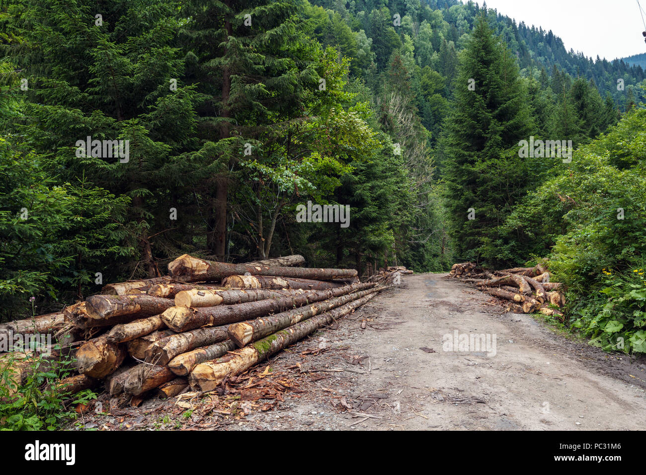 Aggressive lumbering in pine forests, image of deforestation or natural ...