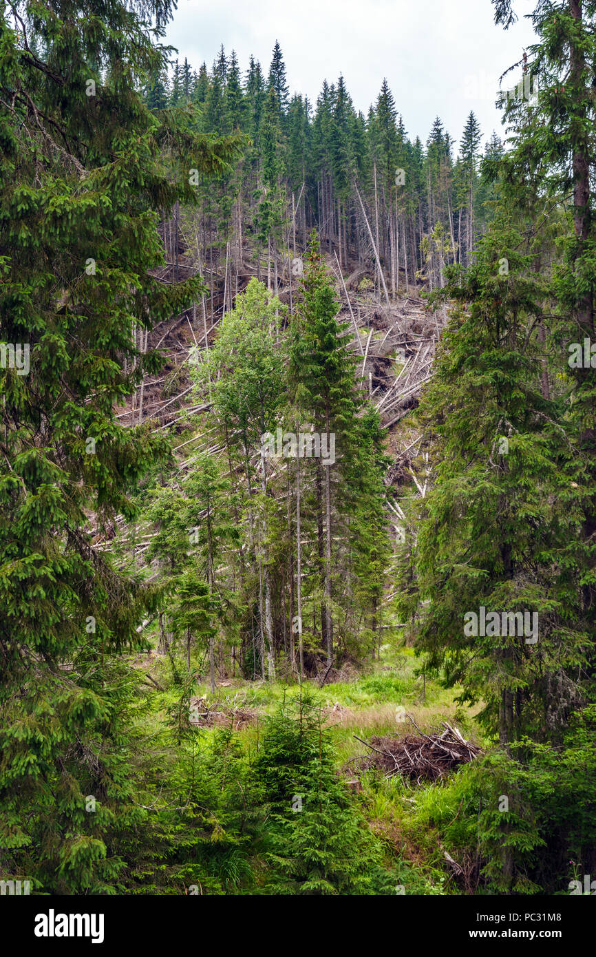 Aggressive lumbering in pine forests, image of deforestation or natural ...
