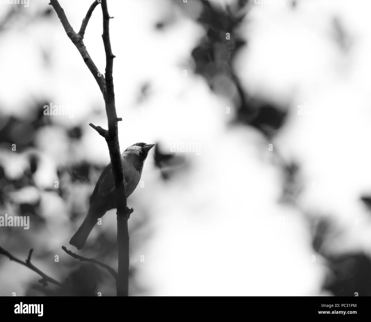 Tree house birds on Black and White Stock Photos & Images - Alamy