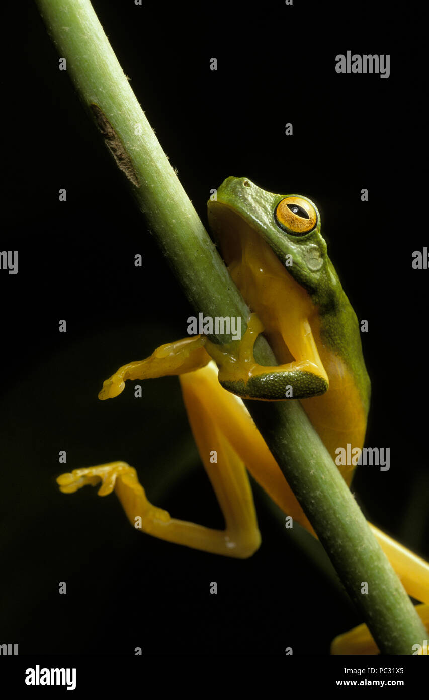Australian green tree frog hi-res stock photography and images - Alamy