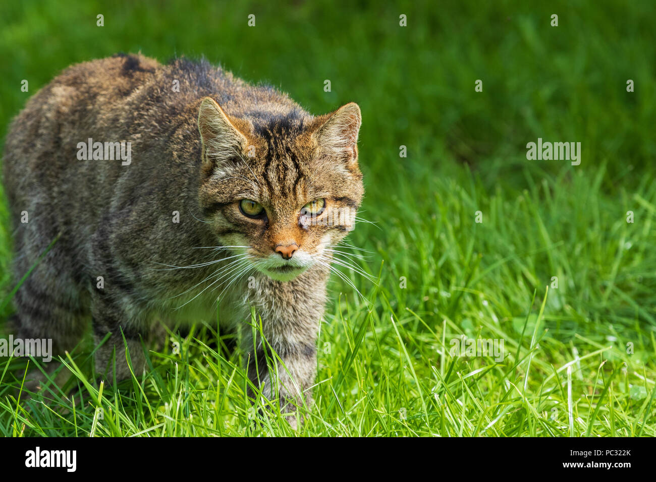 Scottish Wildcat (Felis silvestris) prowling in the wild Stock Photo ...