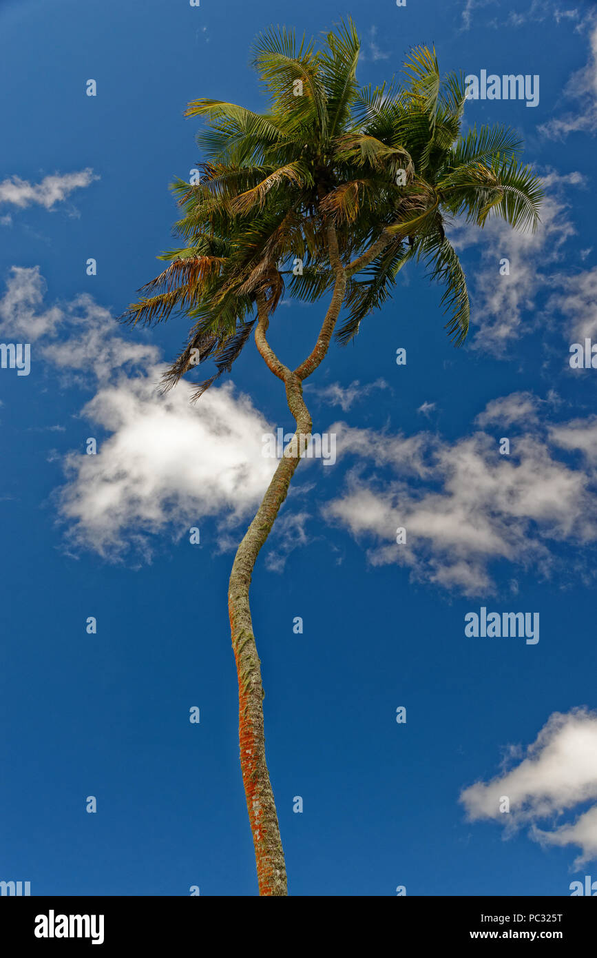 Coconut tree with very long trunk Stock Photo - Alamy