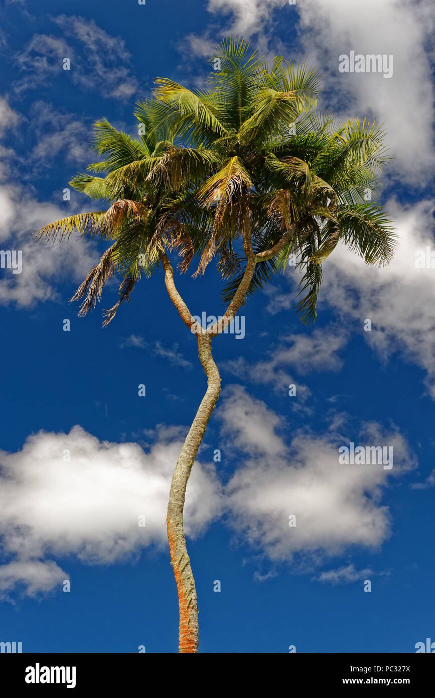 Two headed coconut tree hi-res stock photography and images - Alamy