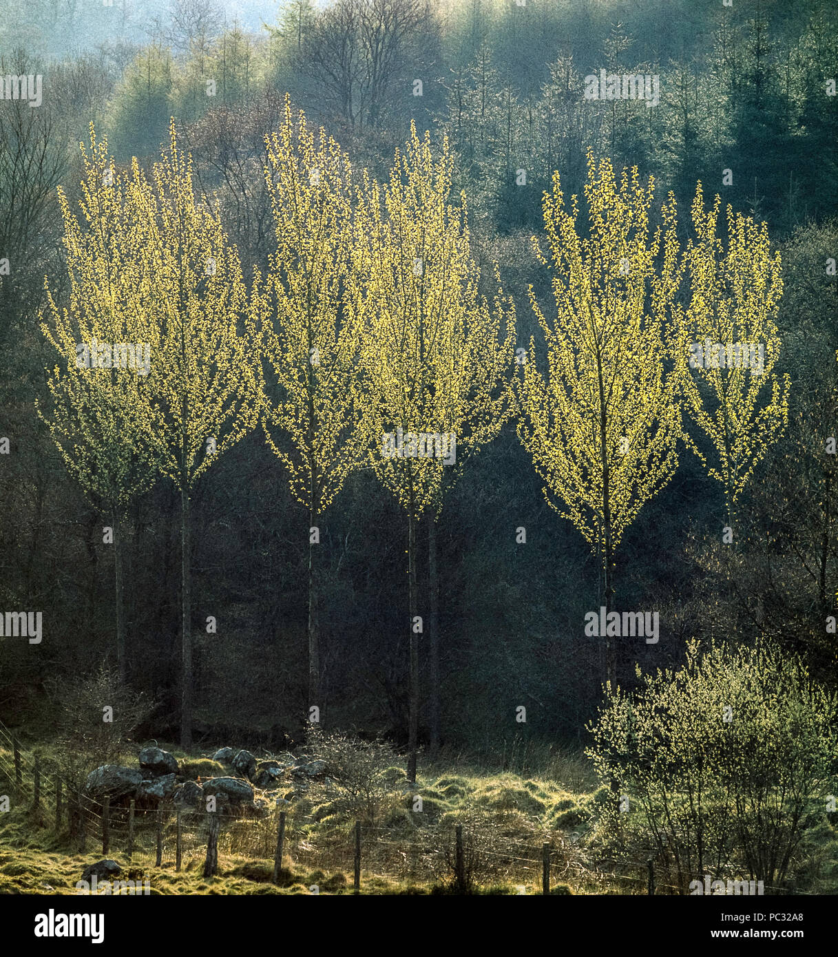 Slender row trees hi-res stock photography and images - Alamy