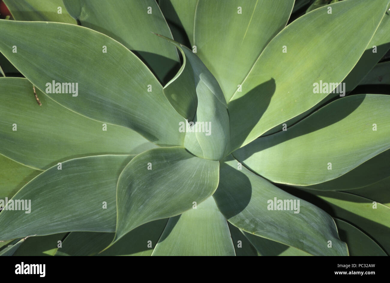 CLOSE UP OF AGAVE ATTENUATA commonly known as the Foxtail, Lion's tail ...