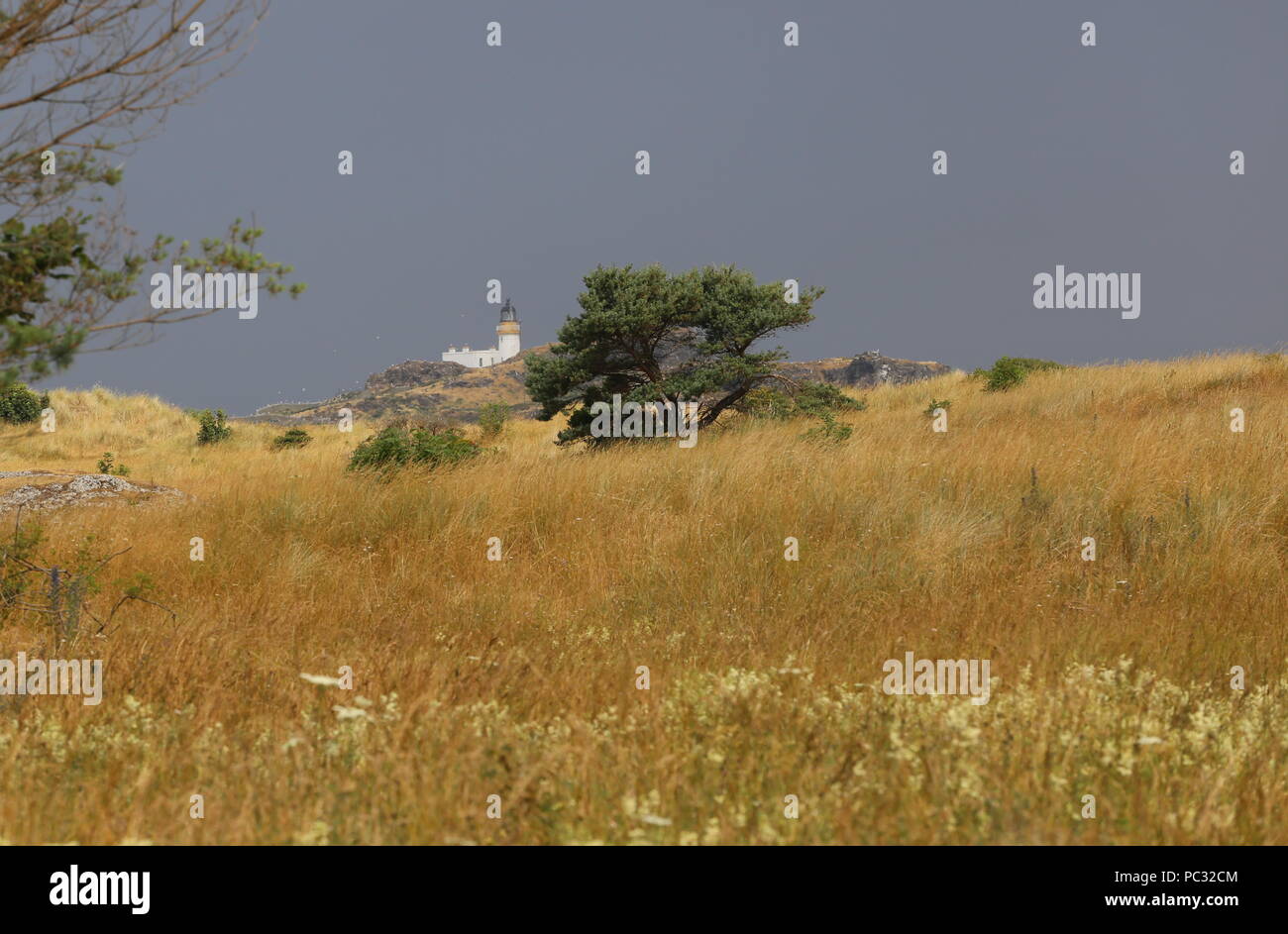 Fidra lighthouse on Isle of Fidra viewed across grass covered dunes ...