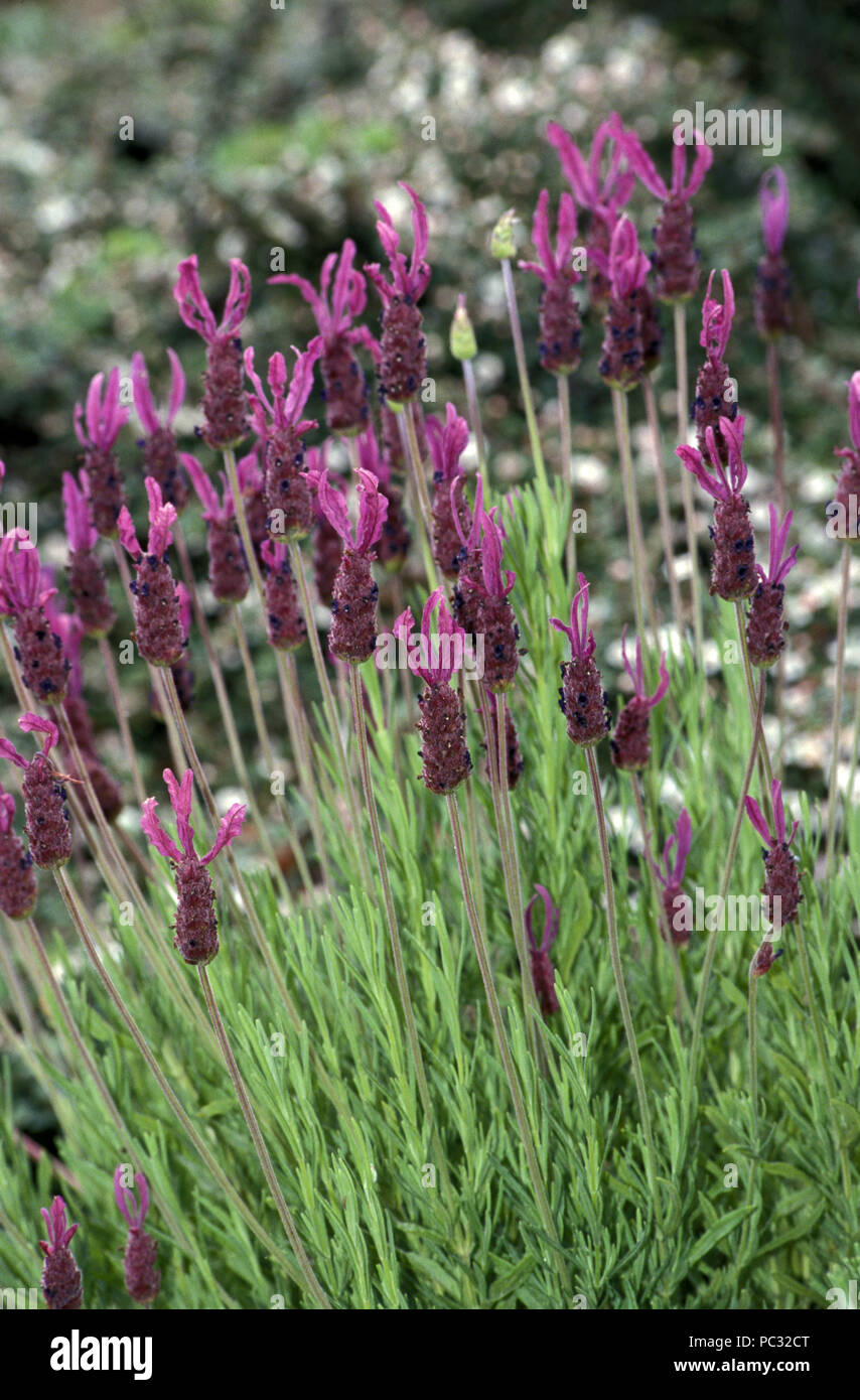 Lavandula stoechas, Spanish lavender, topped lavender or French ...