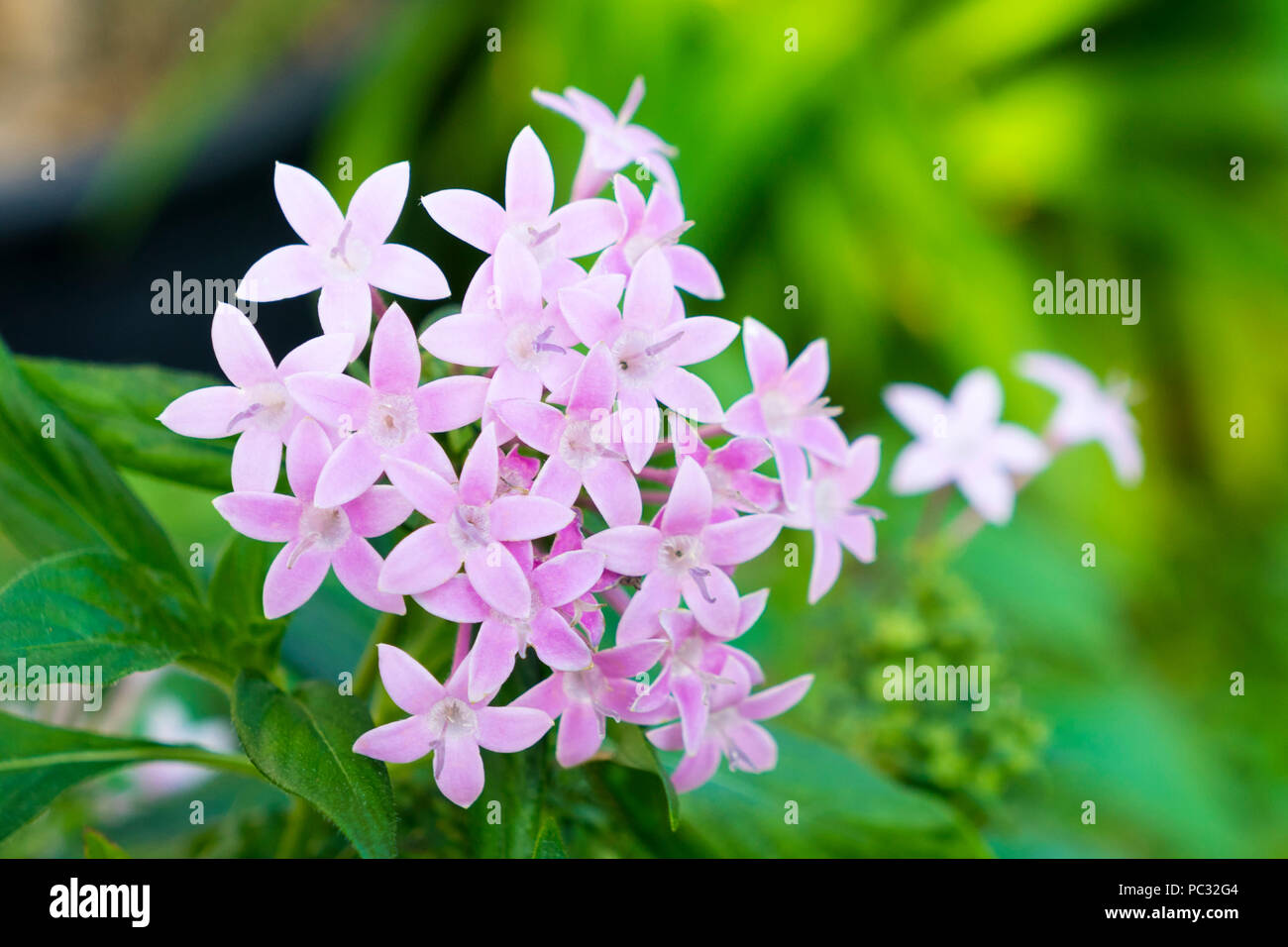 Scallion flower hi-res stock photography and images - Alamy