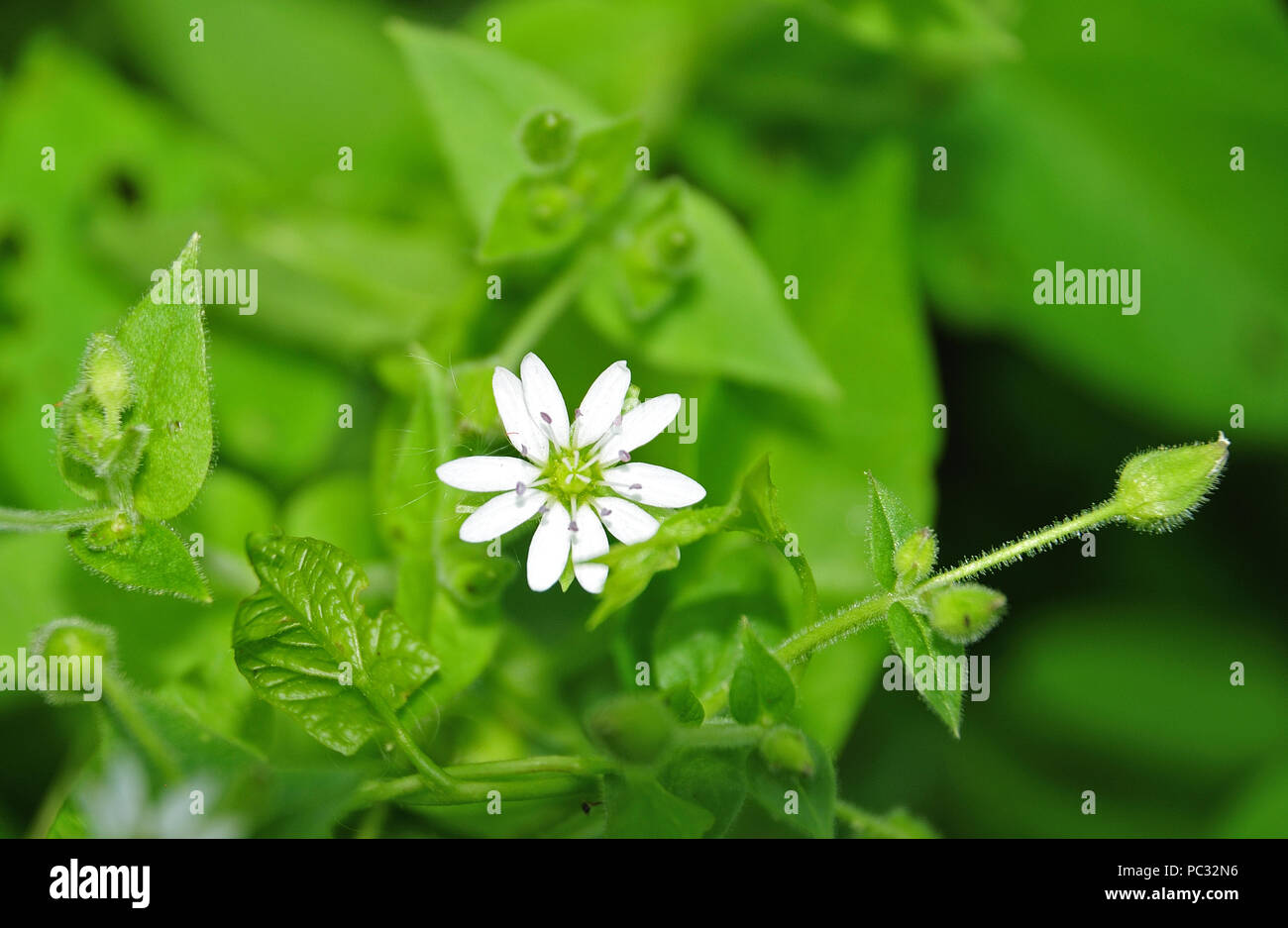 stellaria meadia, the chickweed plant with white flower and hairy stem ...