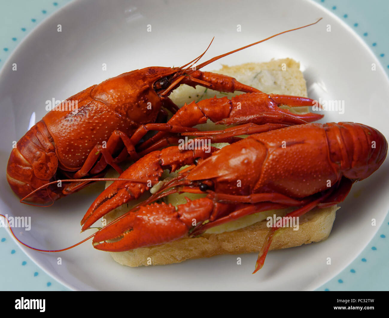 Freshwater crayfish hi-res stock photography and images - Alamy