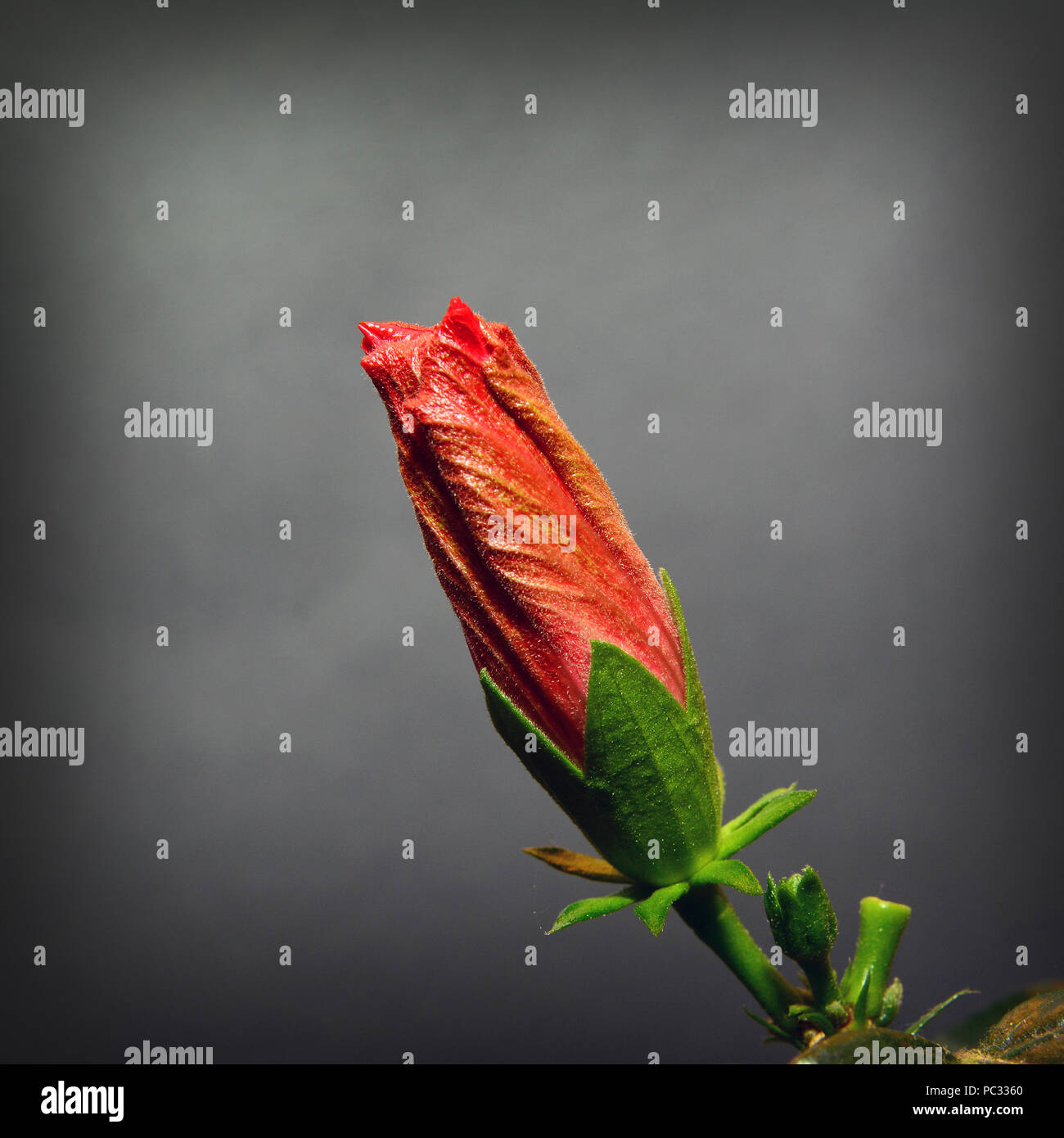 Grey hibiscus hi-res stock photography and images - Alamy