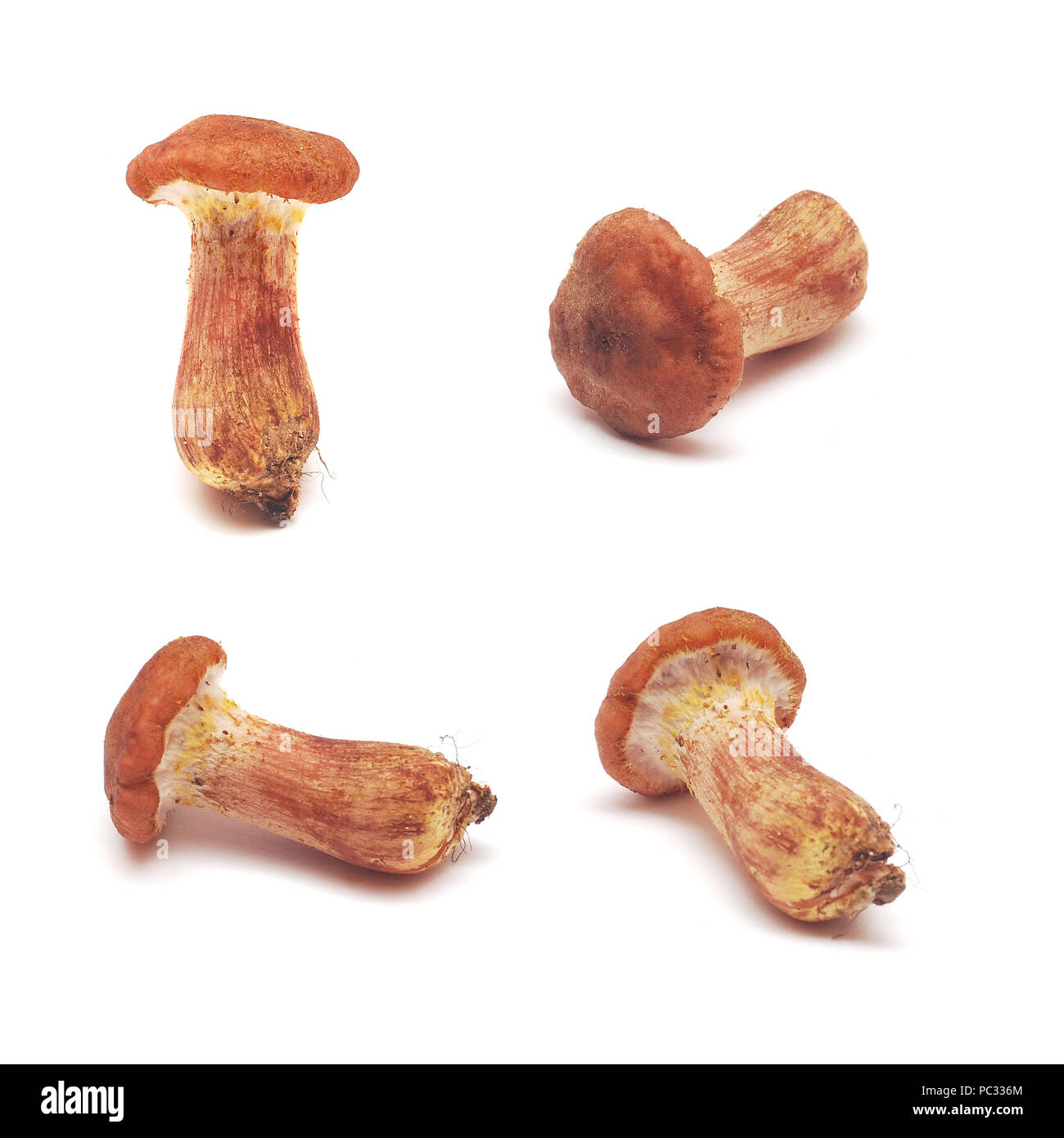 Cortinarius orellanus Cut Out Stock Images & Pictures - Alamy