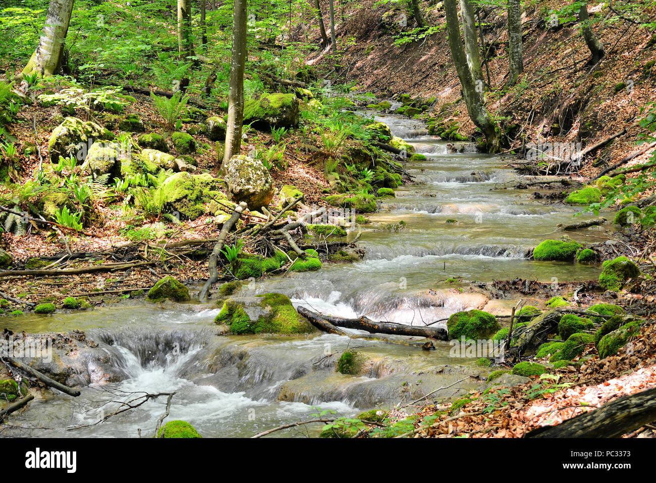 Creek through the forest hi-res stock photography and images - Alamy