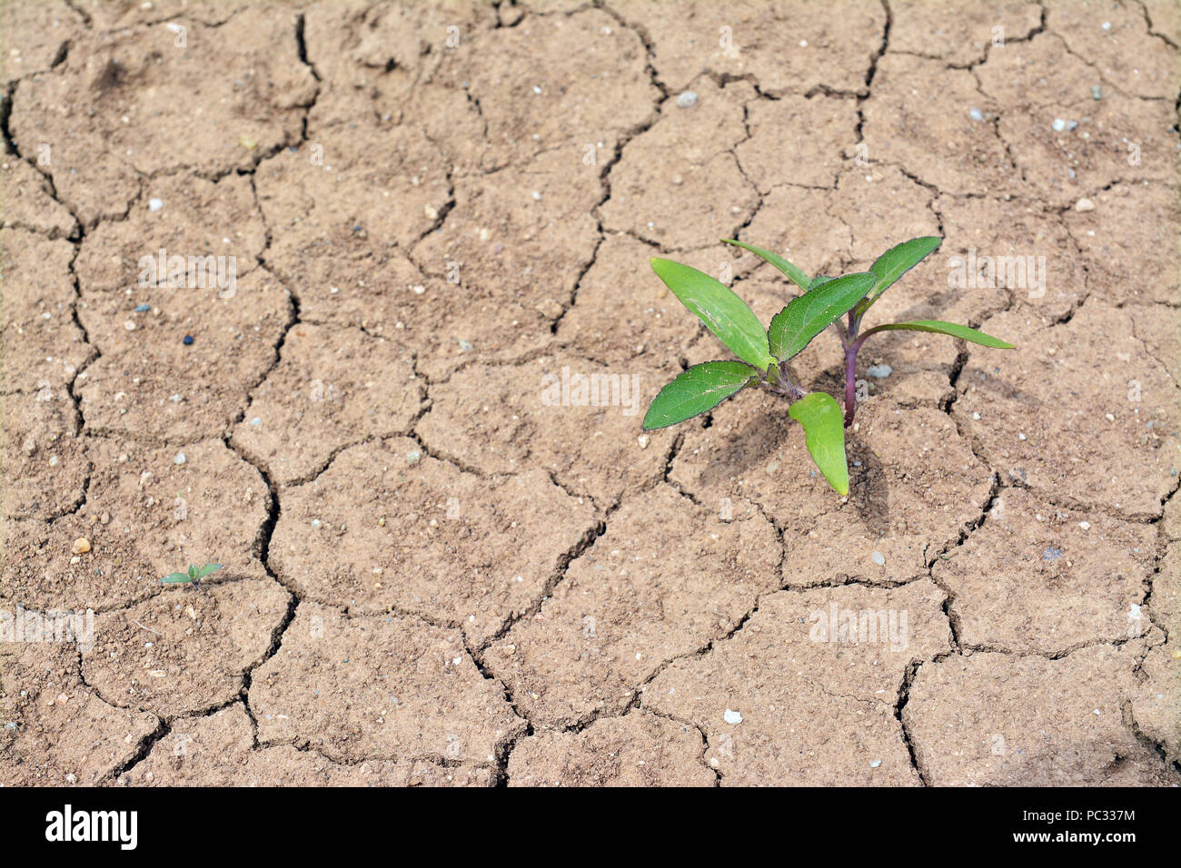 green plant growing on dried ground, drought Stock Photo - Alamy