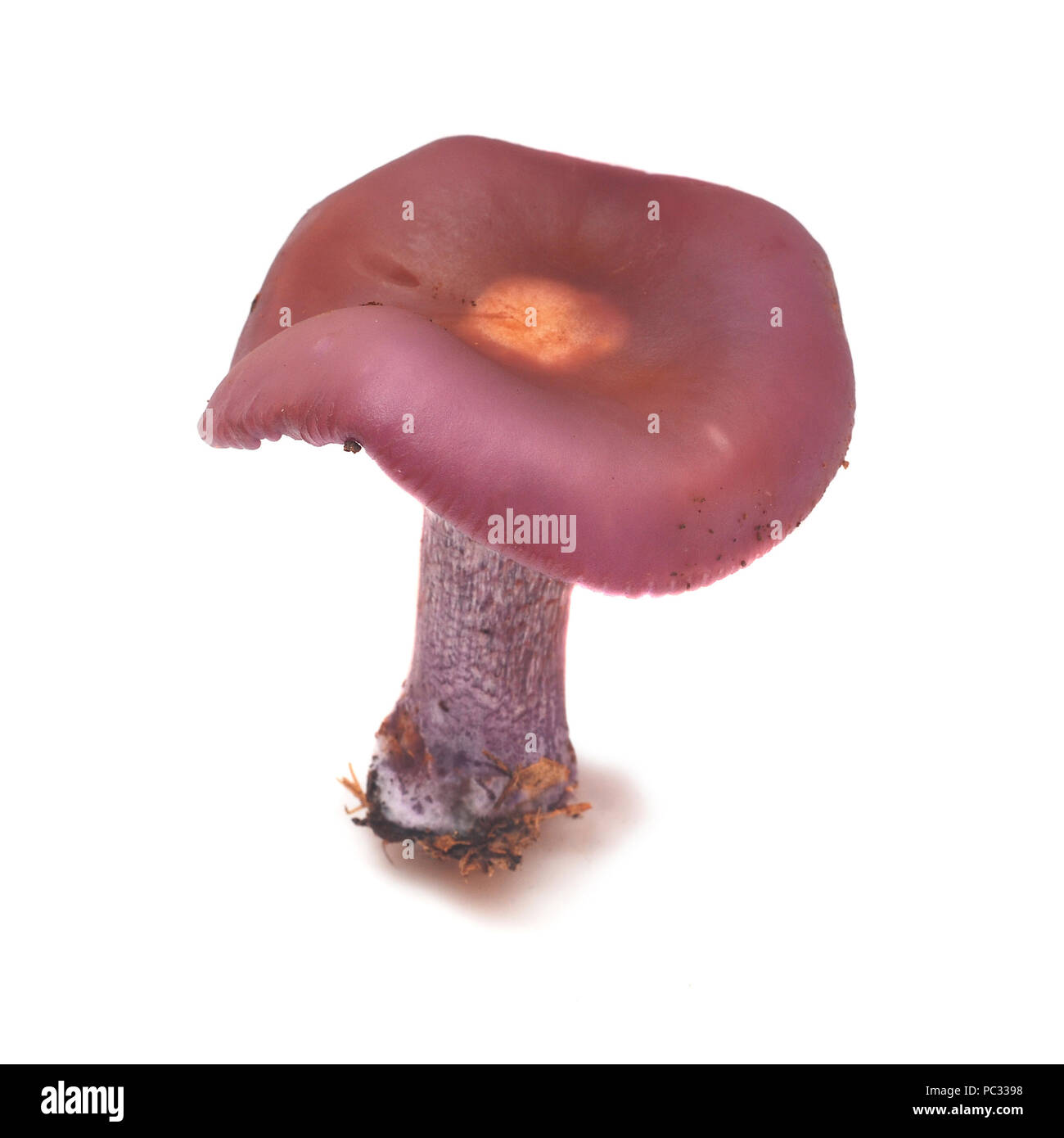 lepista sordida, also clitocybe nuda wood blewit mushroom isolated on ...