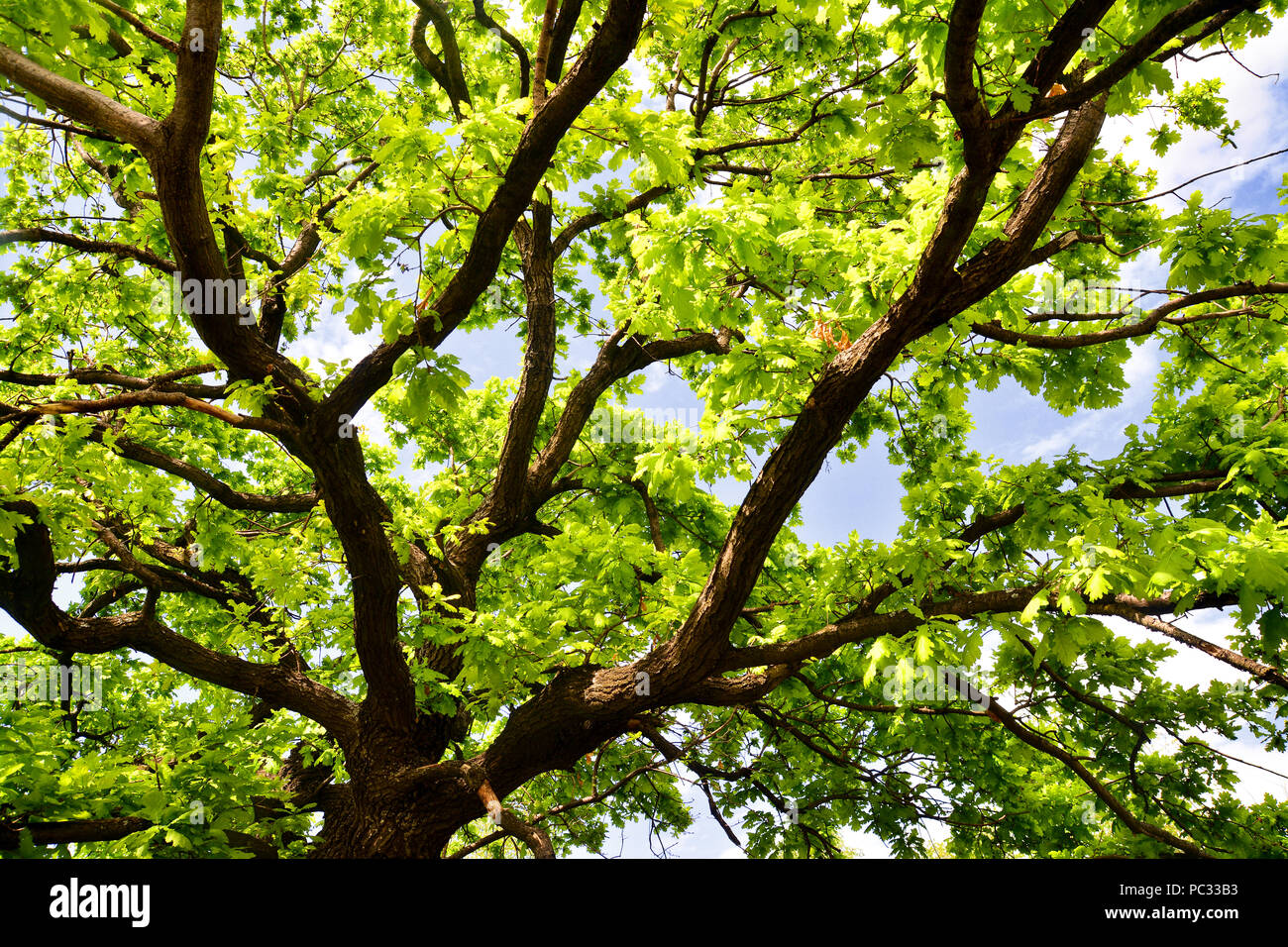 branches of an old oak tree Stock Photo - Alamy