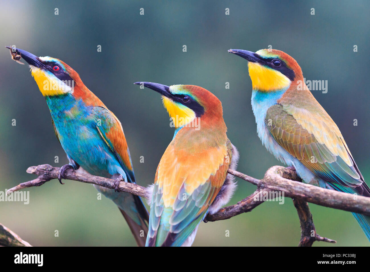 family of birds european bee-eater, merops apiaster , wildlife and ...