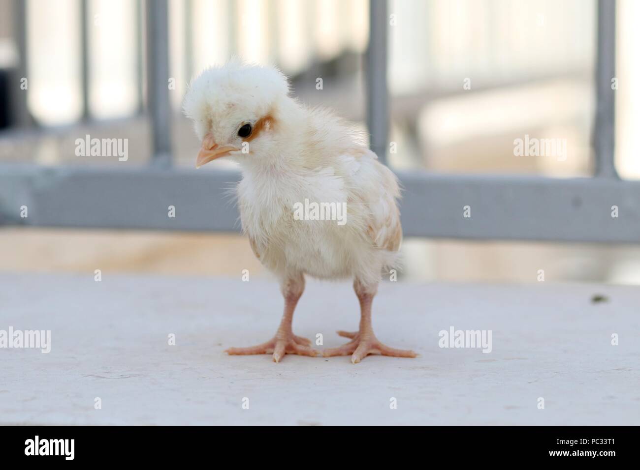 A little chick standing on the floor Stock Photo - Alamy