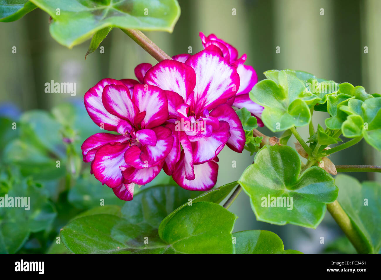 Royal pelargonium flowers - Pelargonium grandiflorum. Geranium flowers ...