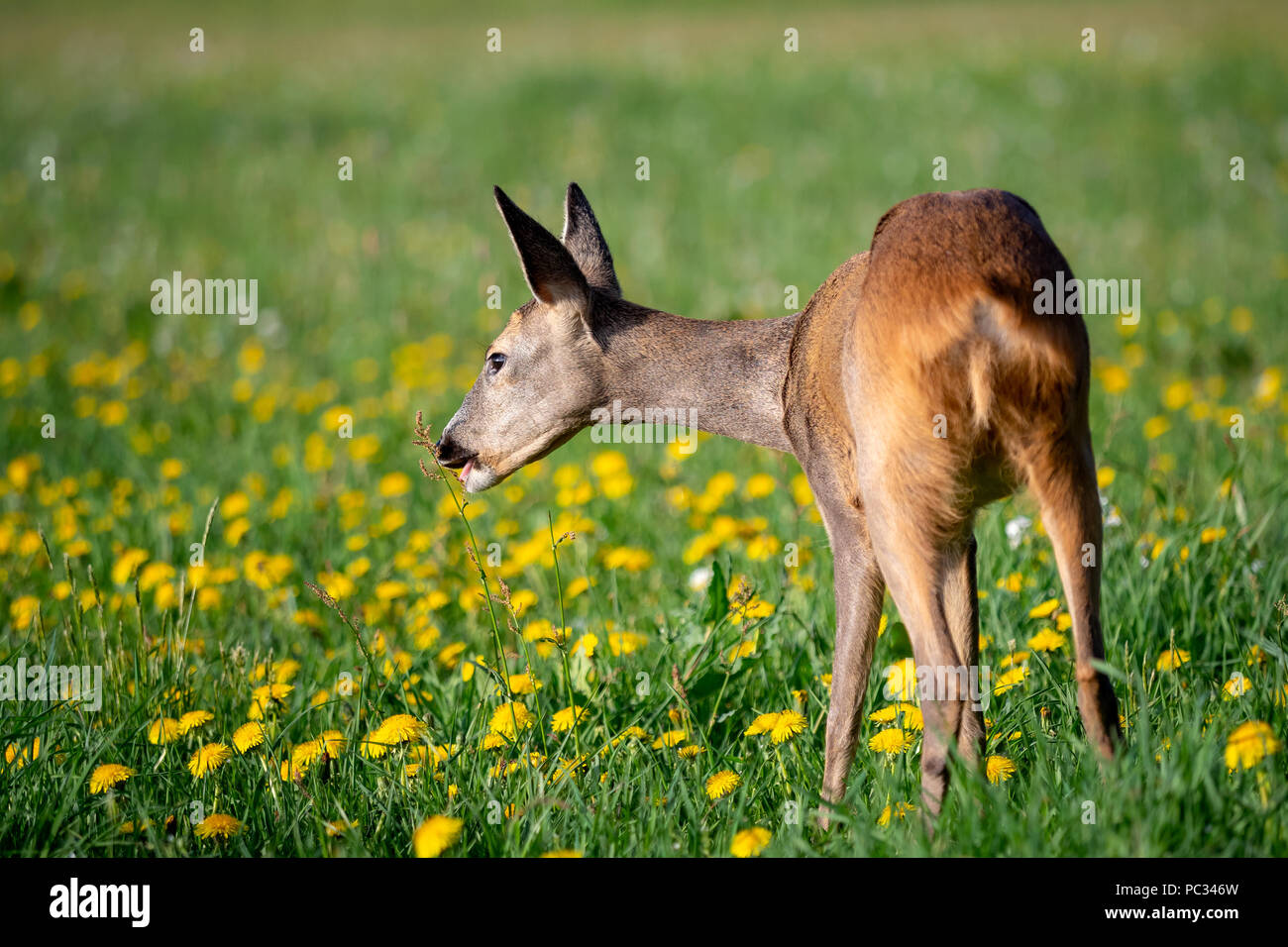 Roe deer in grass, Capreolus capreolus. Wild roe deer in spring nature ...