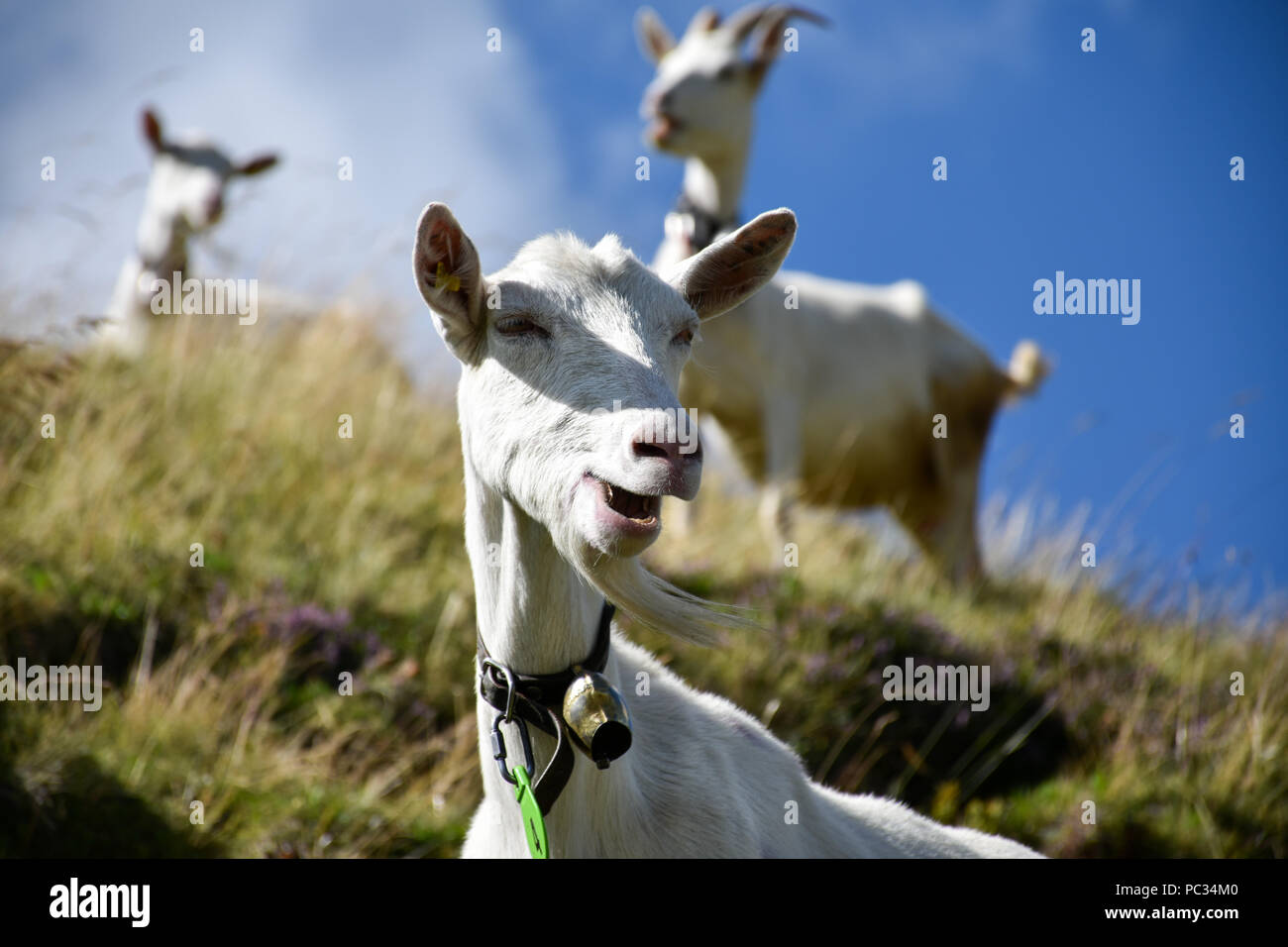 Grazing goats in switzerland hi-res stock photography and images - Alamy