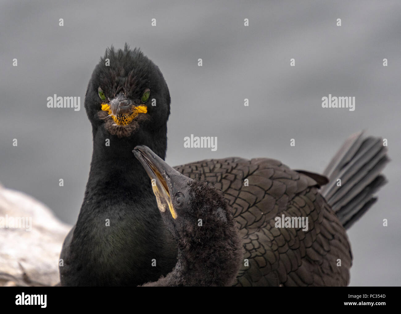 European Shag feeding chick on the nest Farne Islands, UK 2018 Stock ...